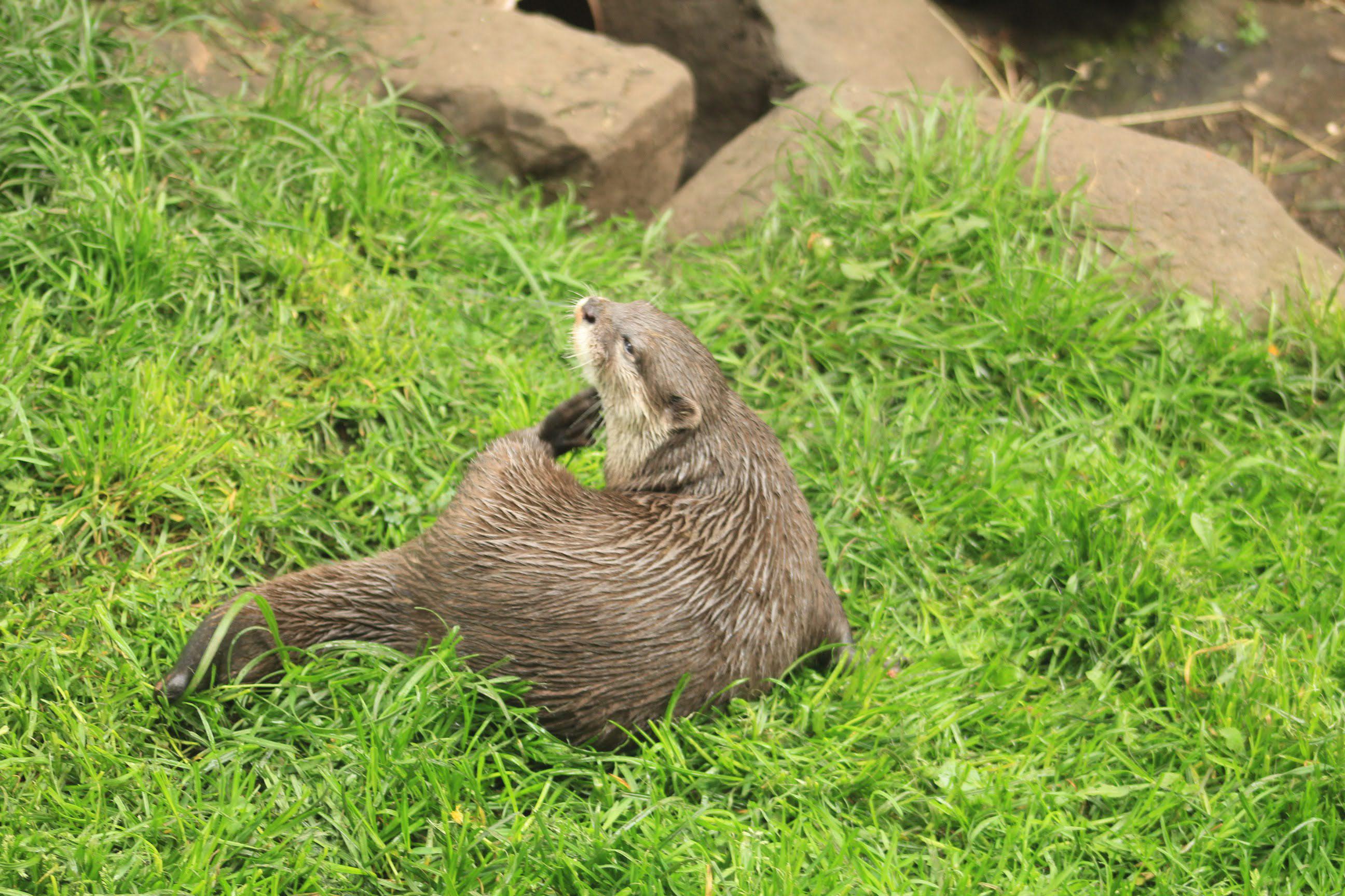 Otters 🦦 | Scrolller