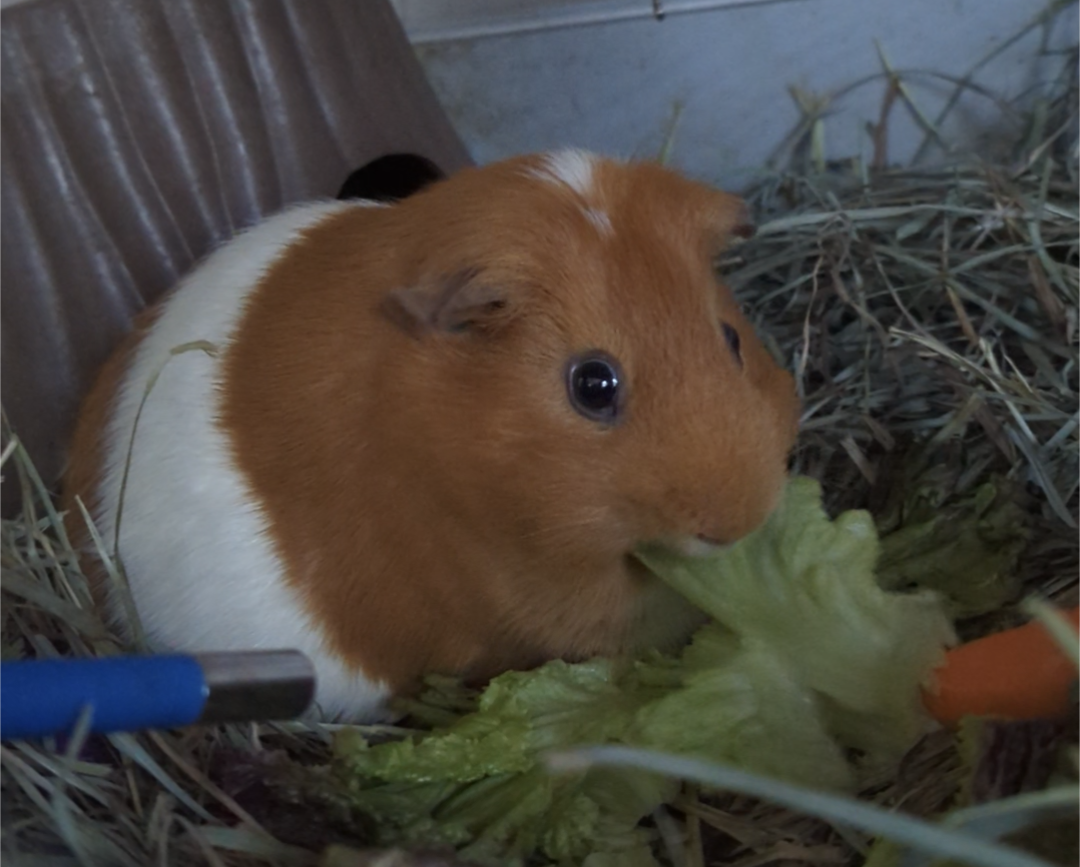 Turbo returns | Scrolller