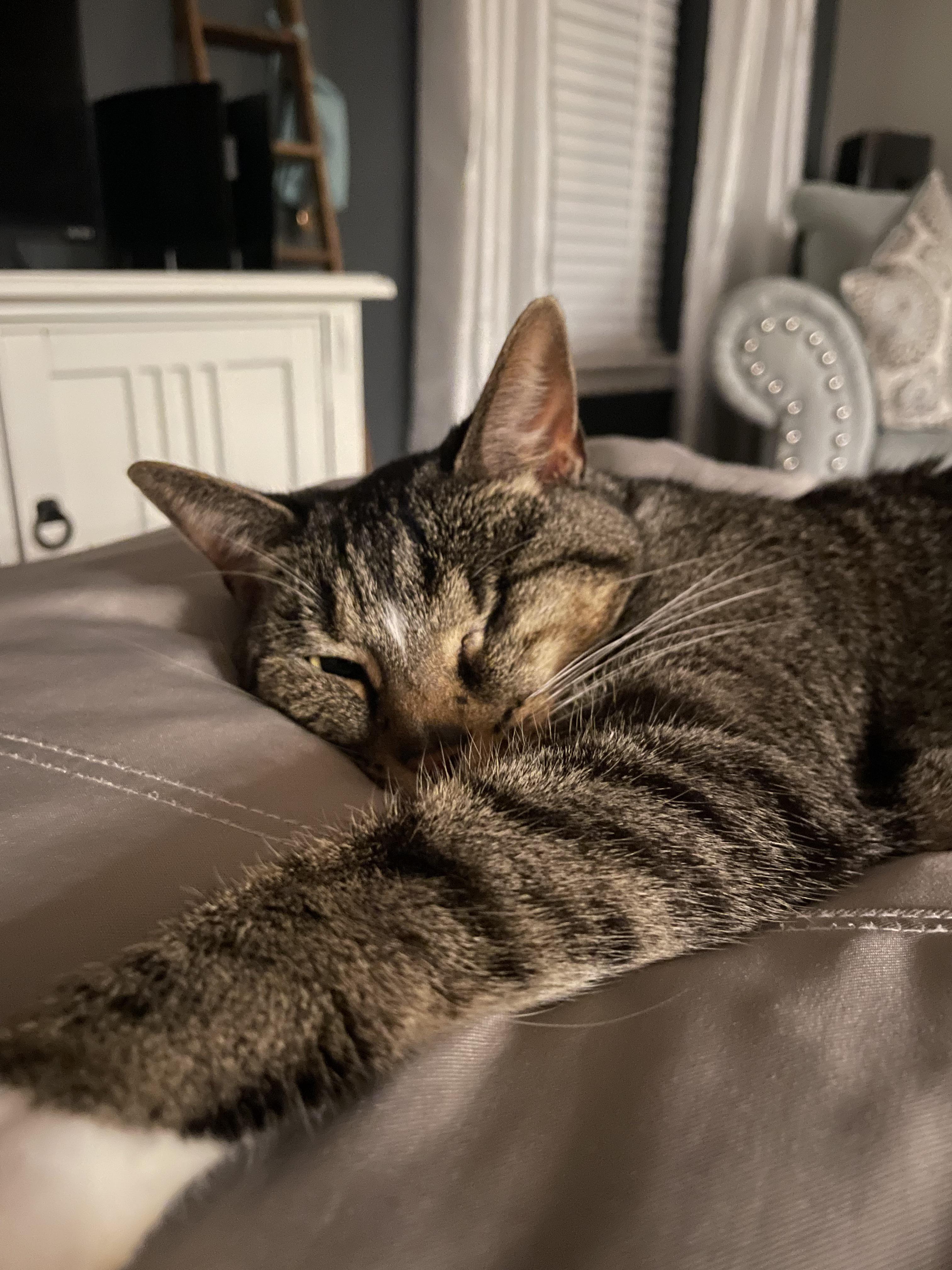 [OC] Meet my cat Neva, who only has one eye! | Scrolller