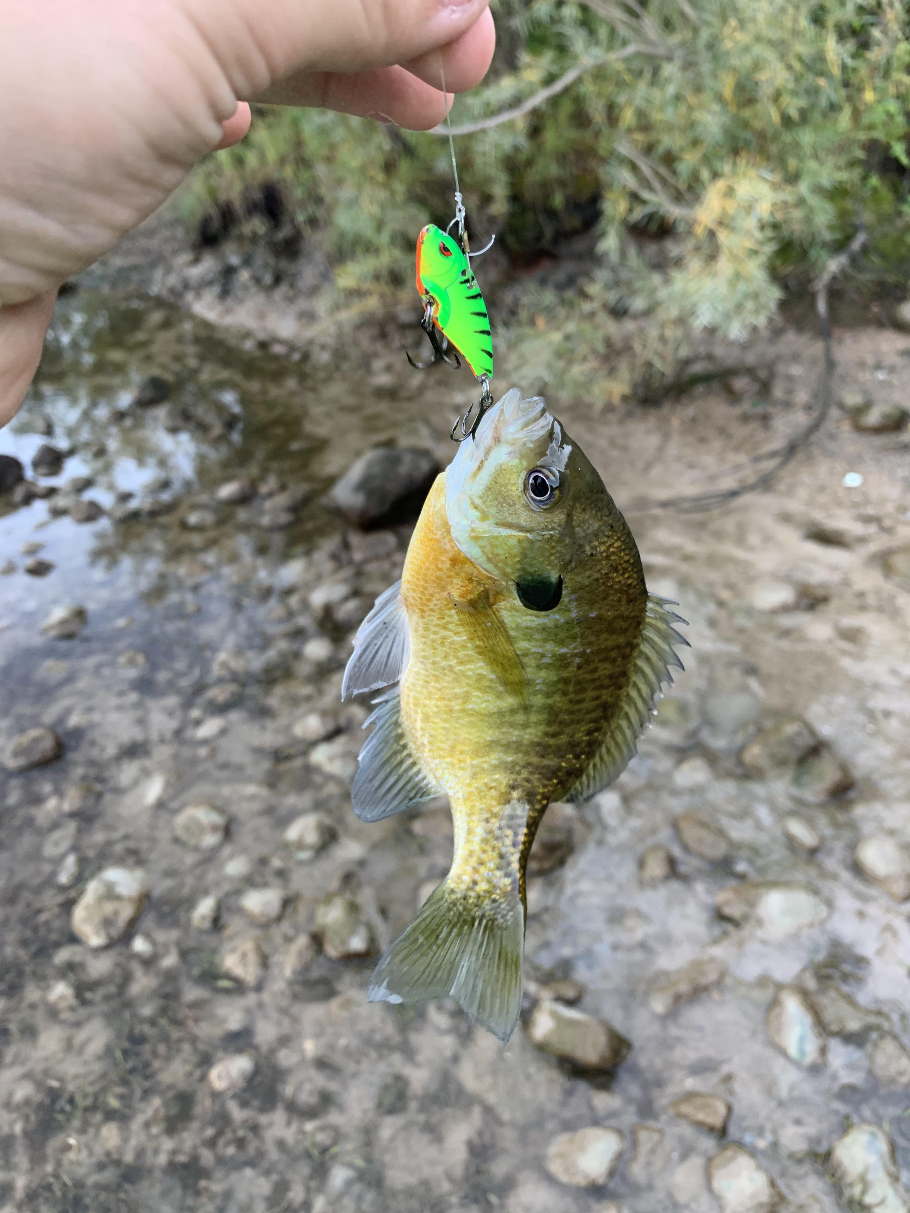 What lure?? | Scrolller