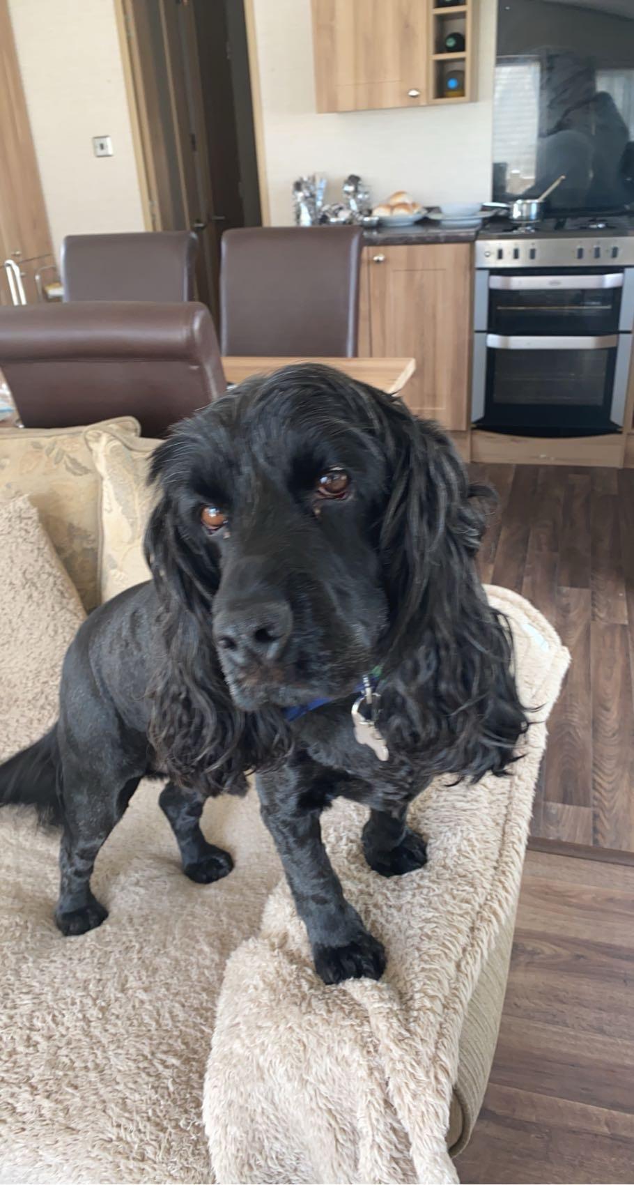 Could anyone photoshop these 3 dogs together? ones crossing the rainbow bridge and i have no ...