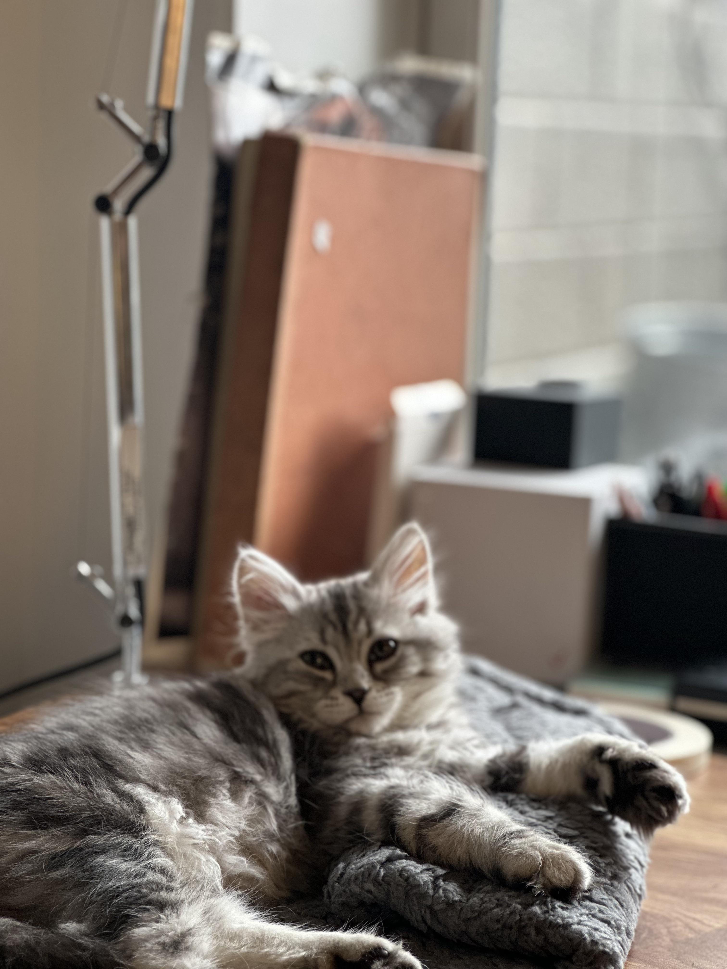 Help: he’s too cute and I can’t get work done | Scrolller