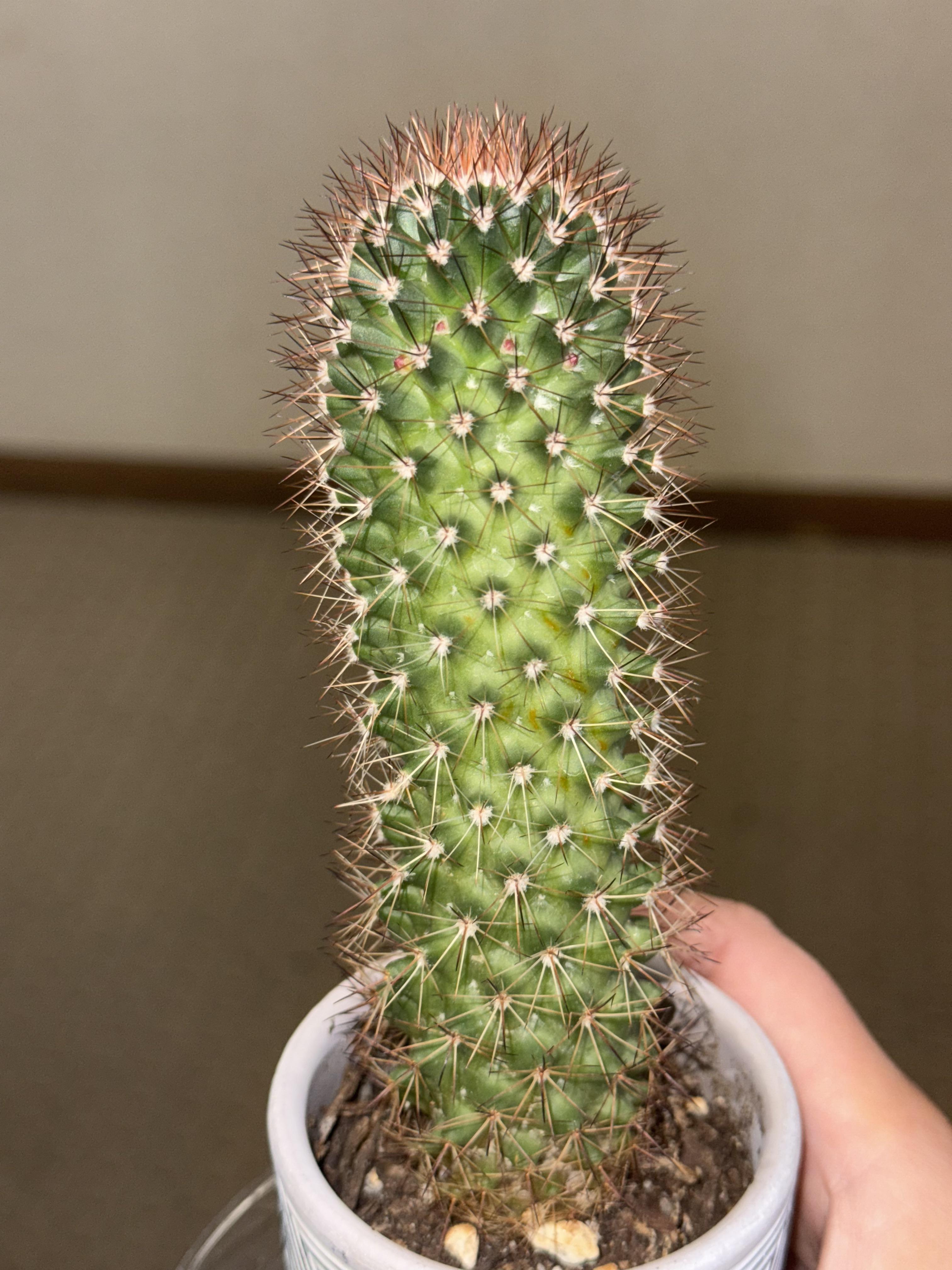 What are these pimple like things on my cactus | Scrolller