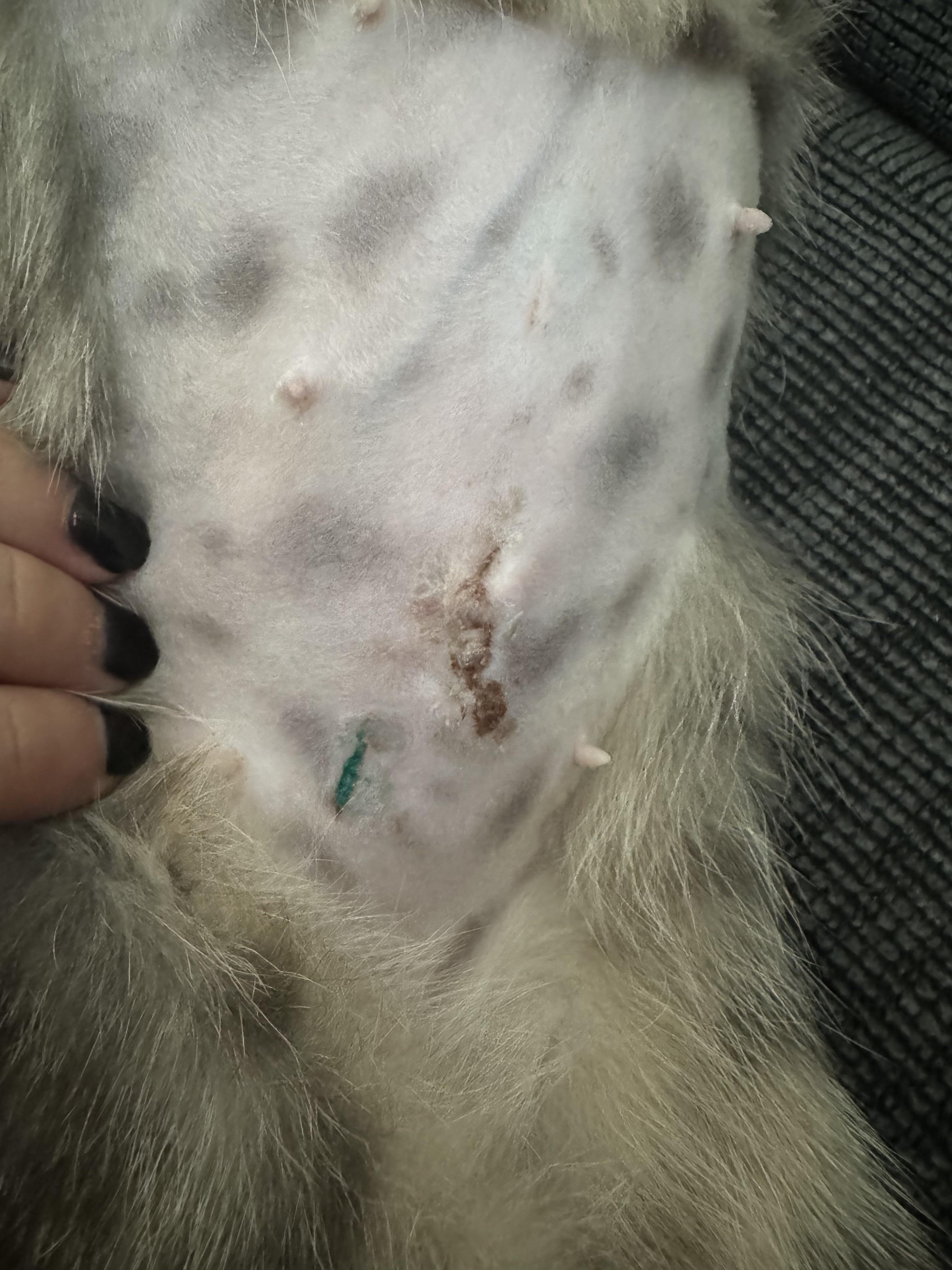 Spay incision normal | Scrolller