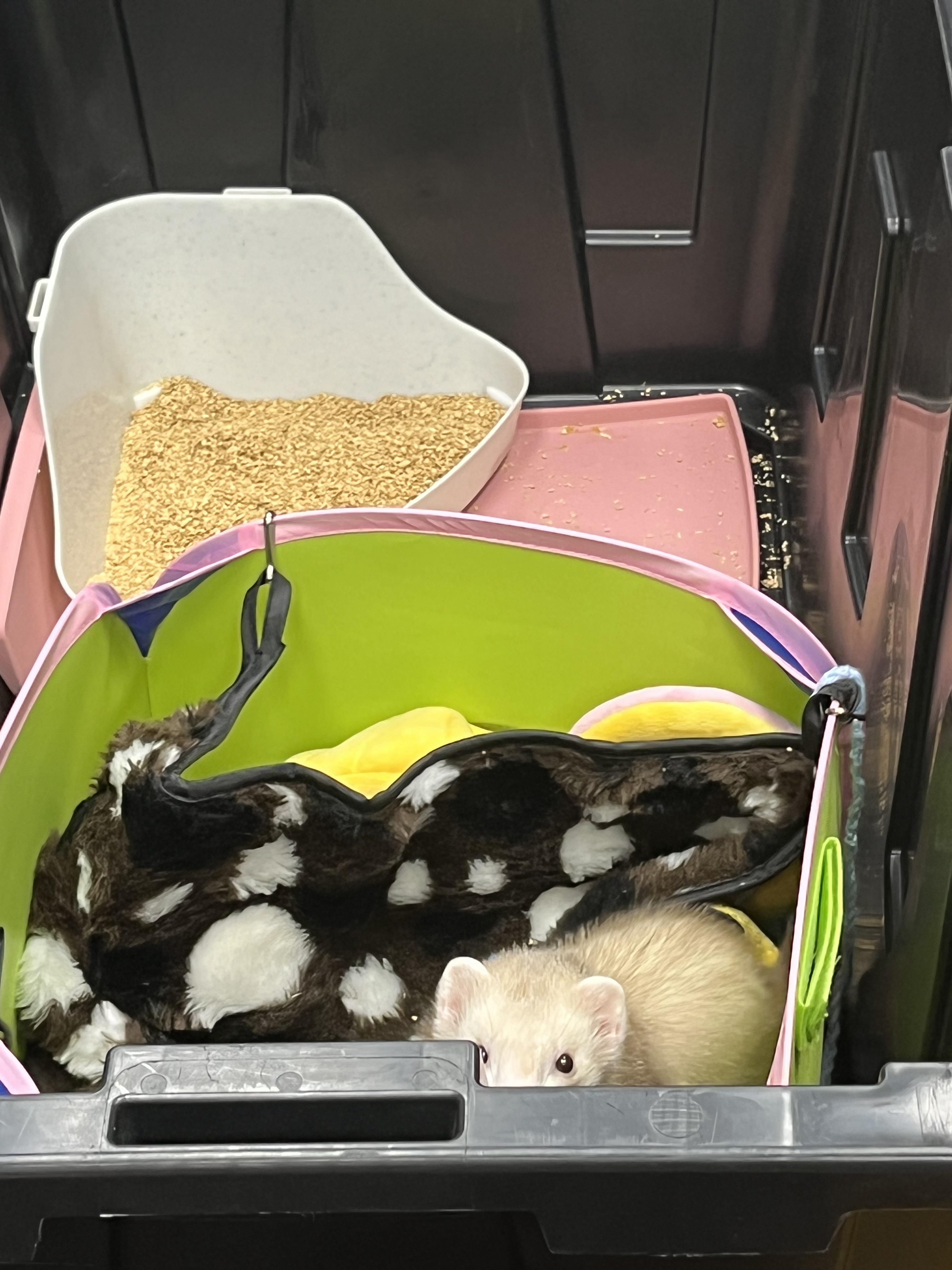 Pikachu playtime! | Scrolller