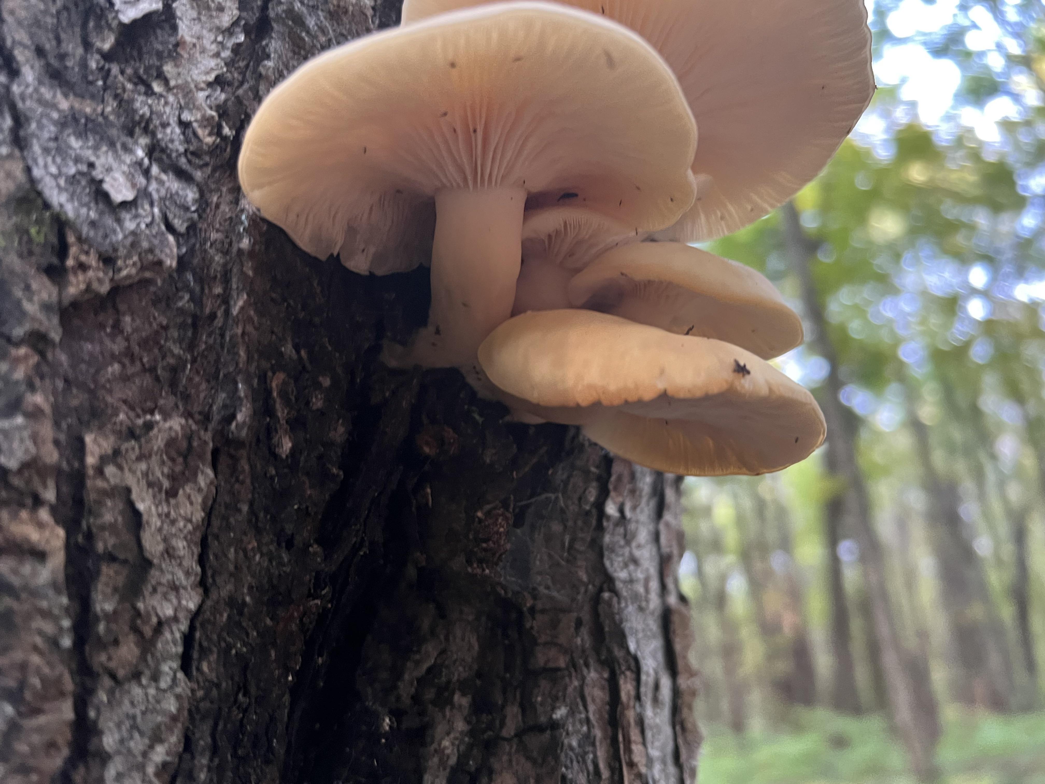 Some type of oyster? | Scrolller