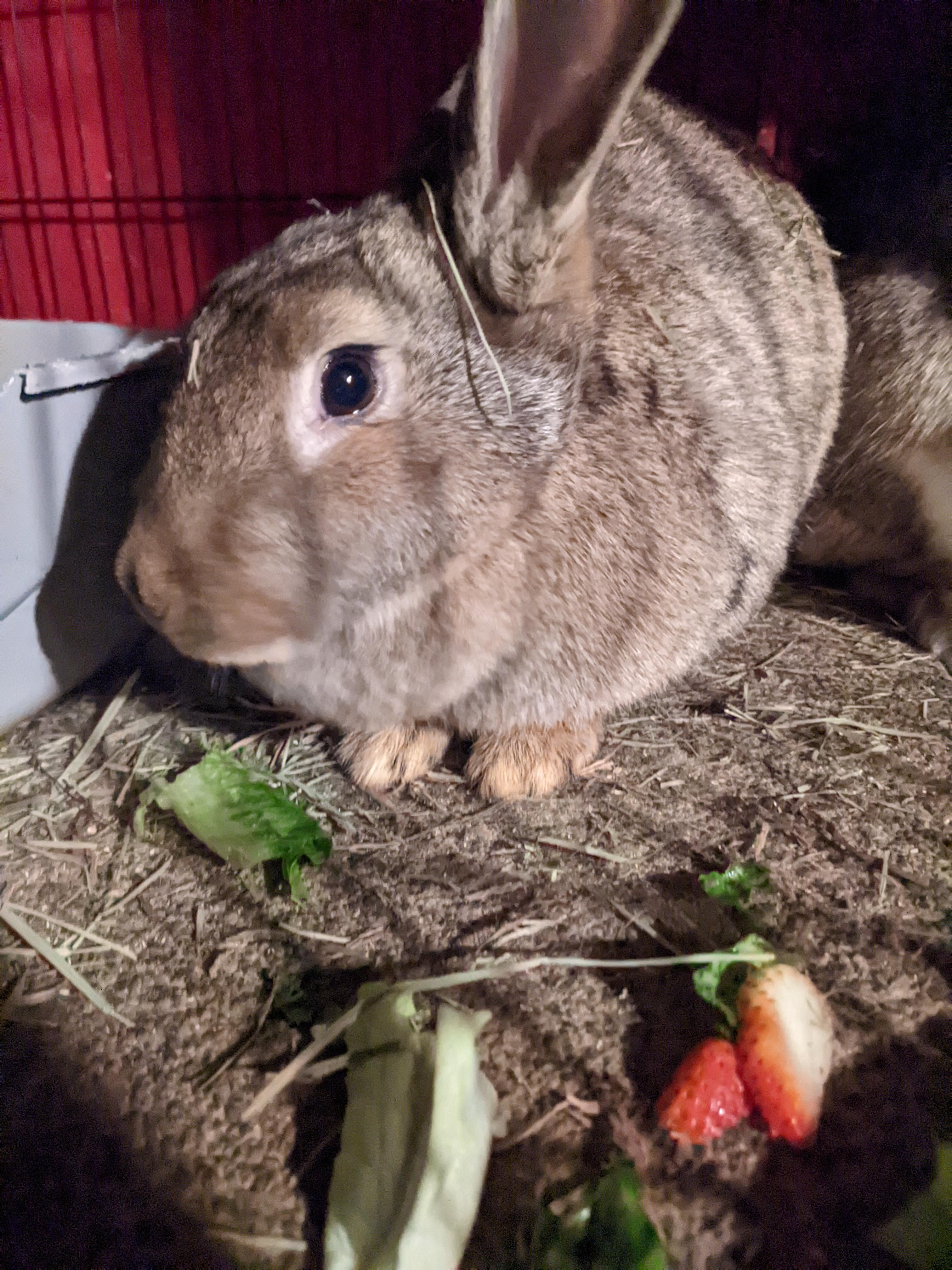 Outdoor enrichment set-up progress + rabbit tax | Scrolller