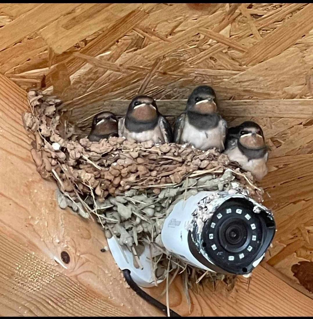 Whats the name of these fellas? | Scrolller