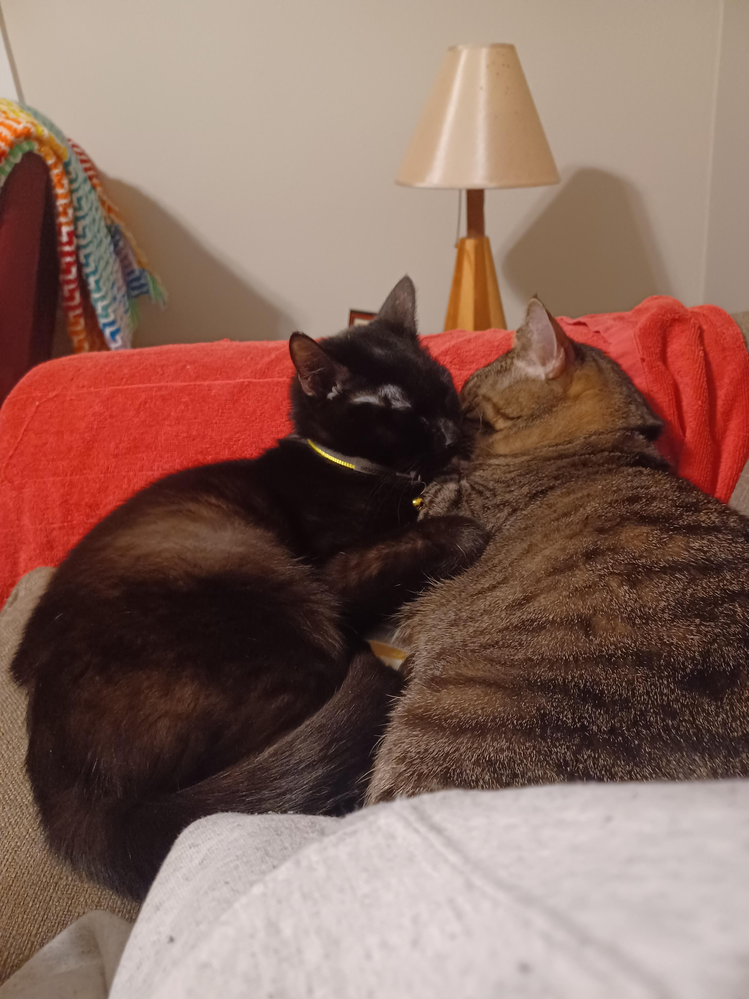 My cuddly cats | Scrolller