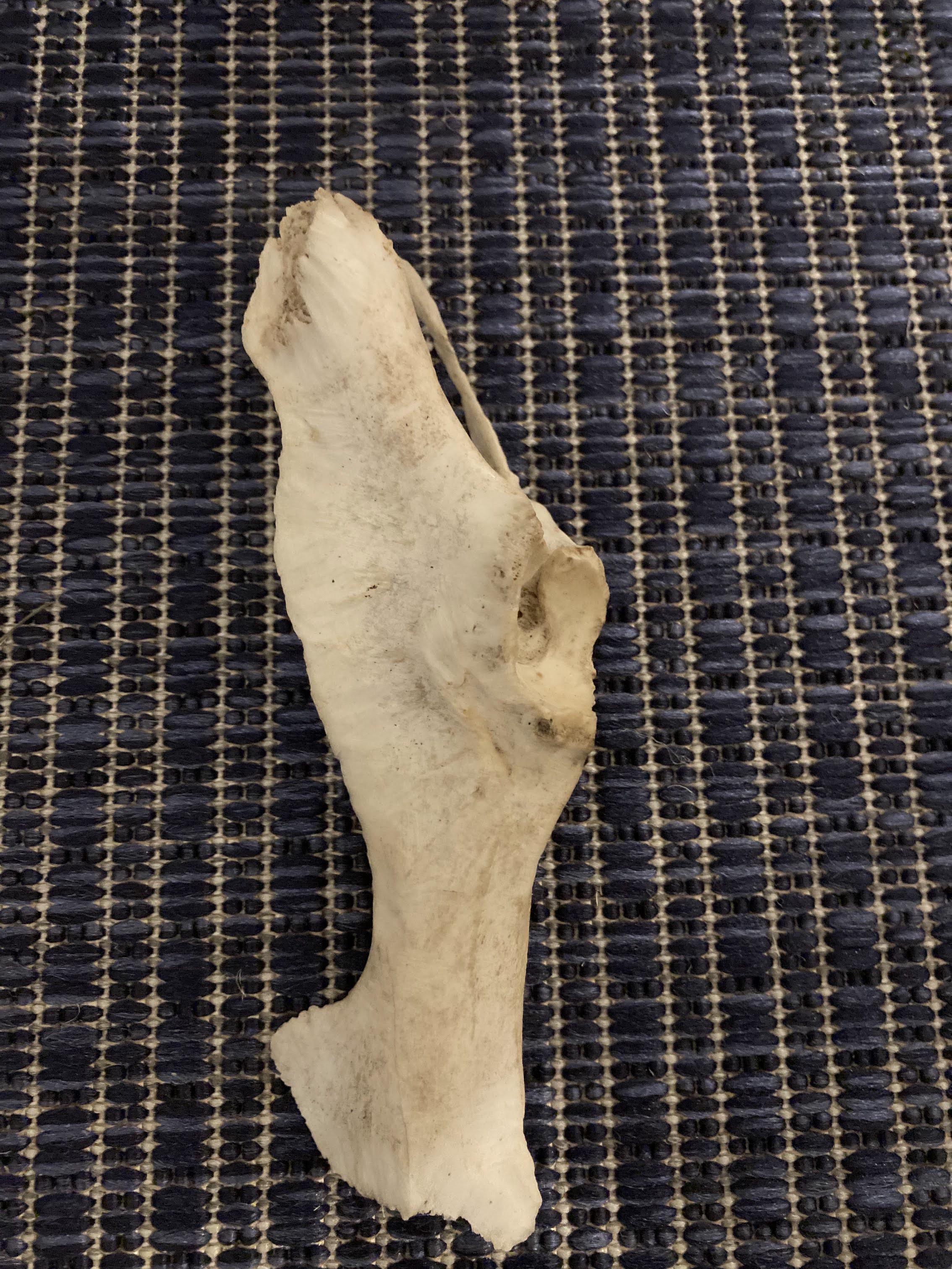 Bone identification help | Scrolller