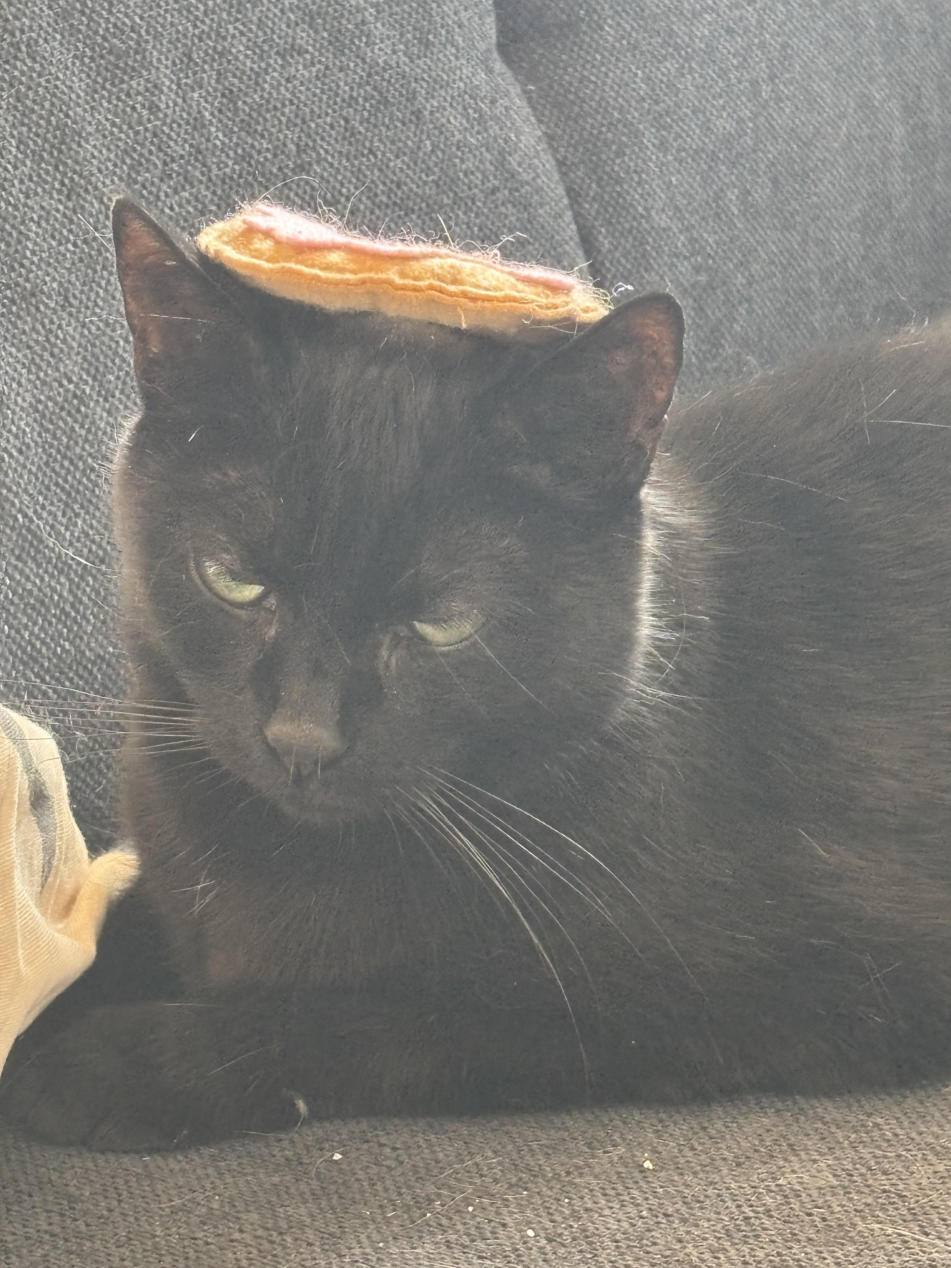 He looks like hes plotting my demise as we speak but he looks just so handsome with this lil ...