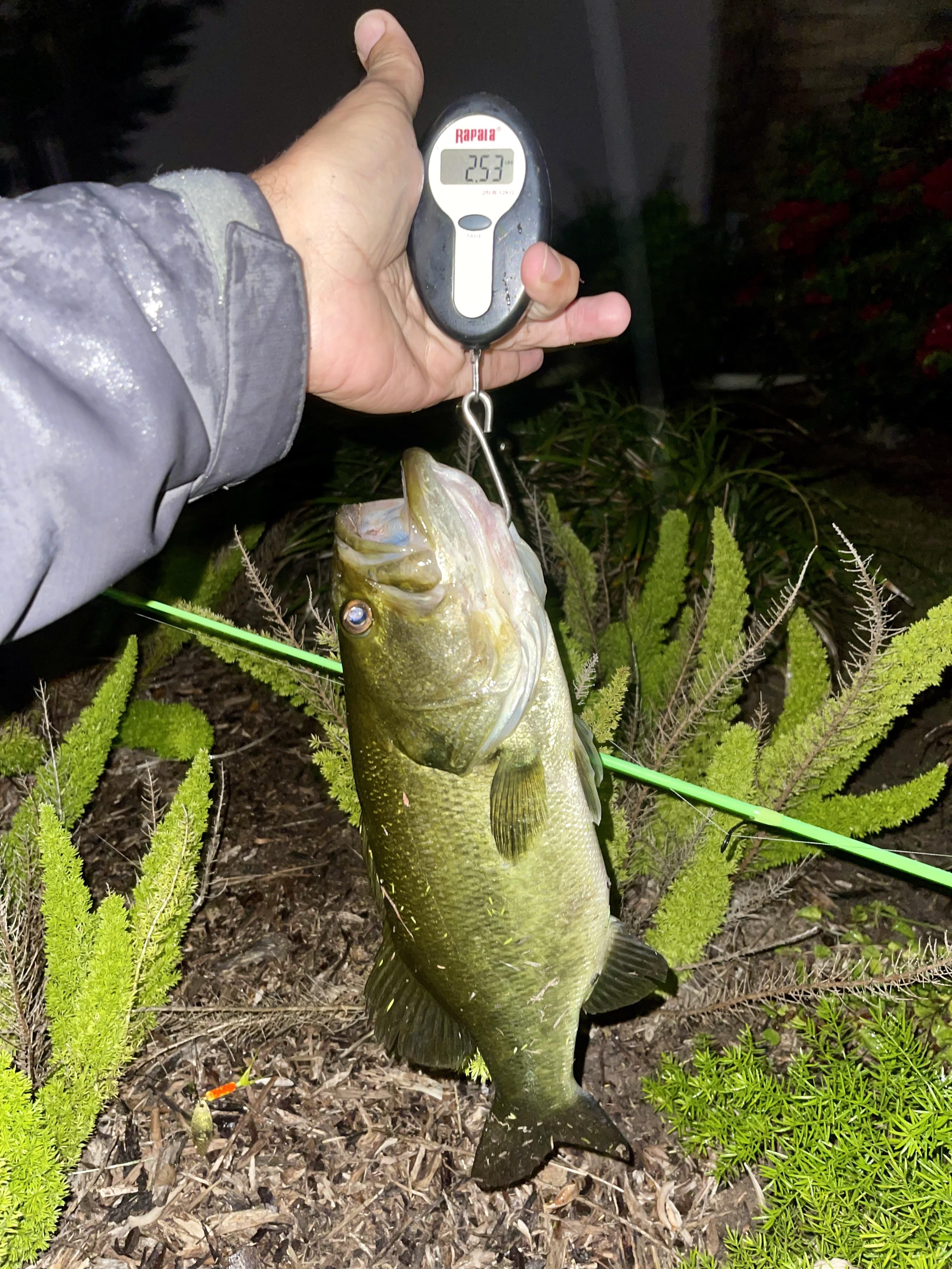 Rooster tails in the rain | Scrolller