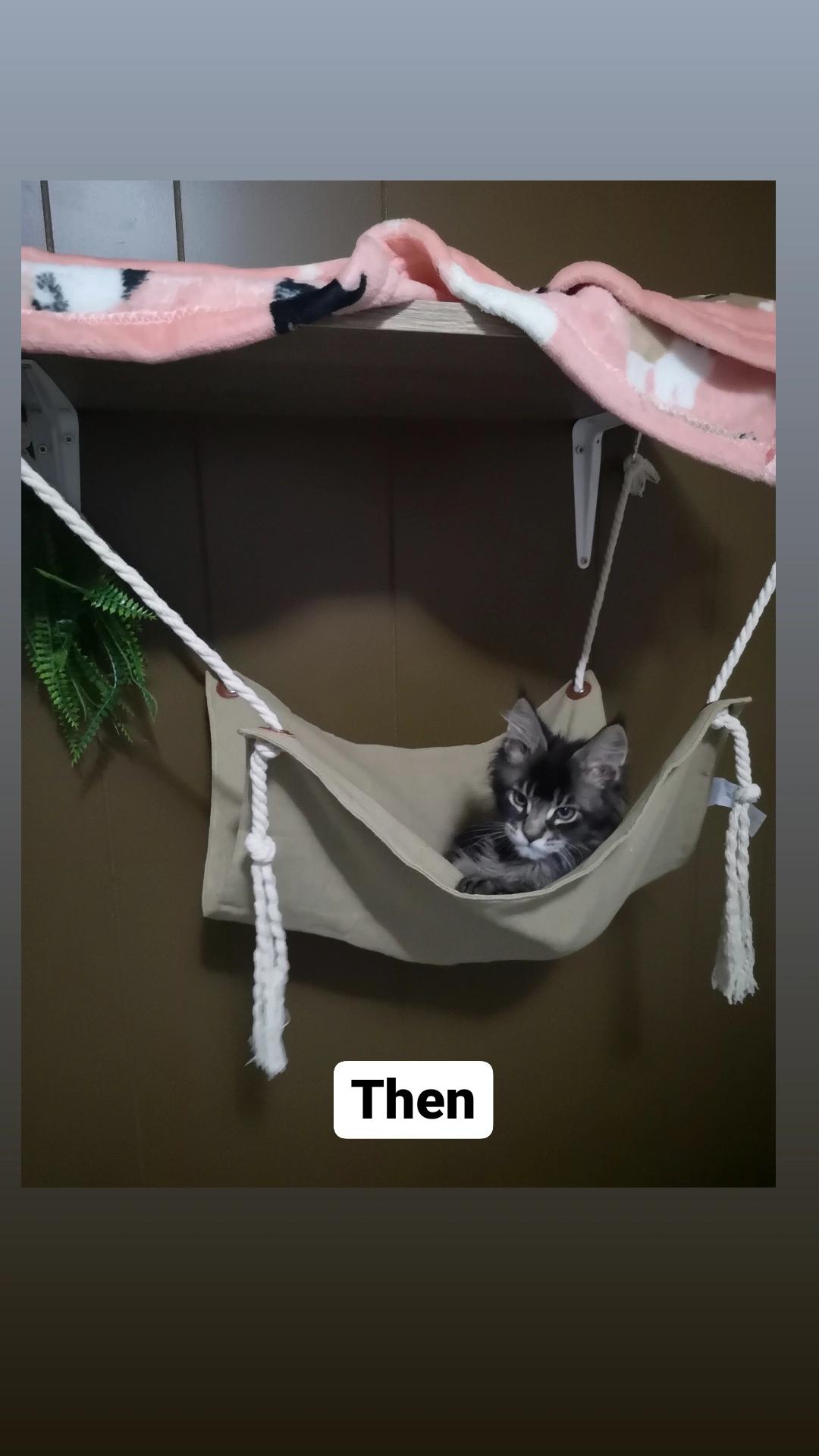 Dusty loves his hammock even though he's outgrown it so fast! Pics- 5 months and 3 months old ...