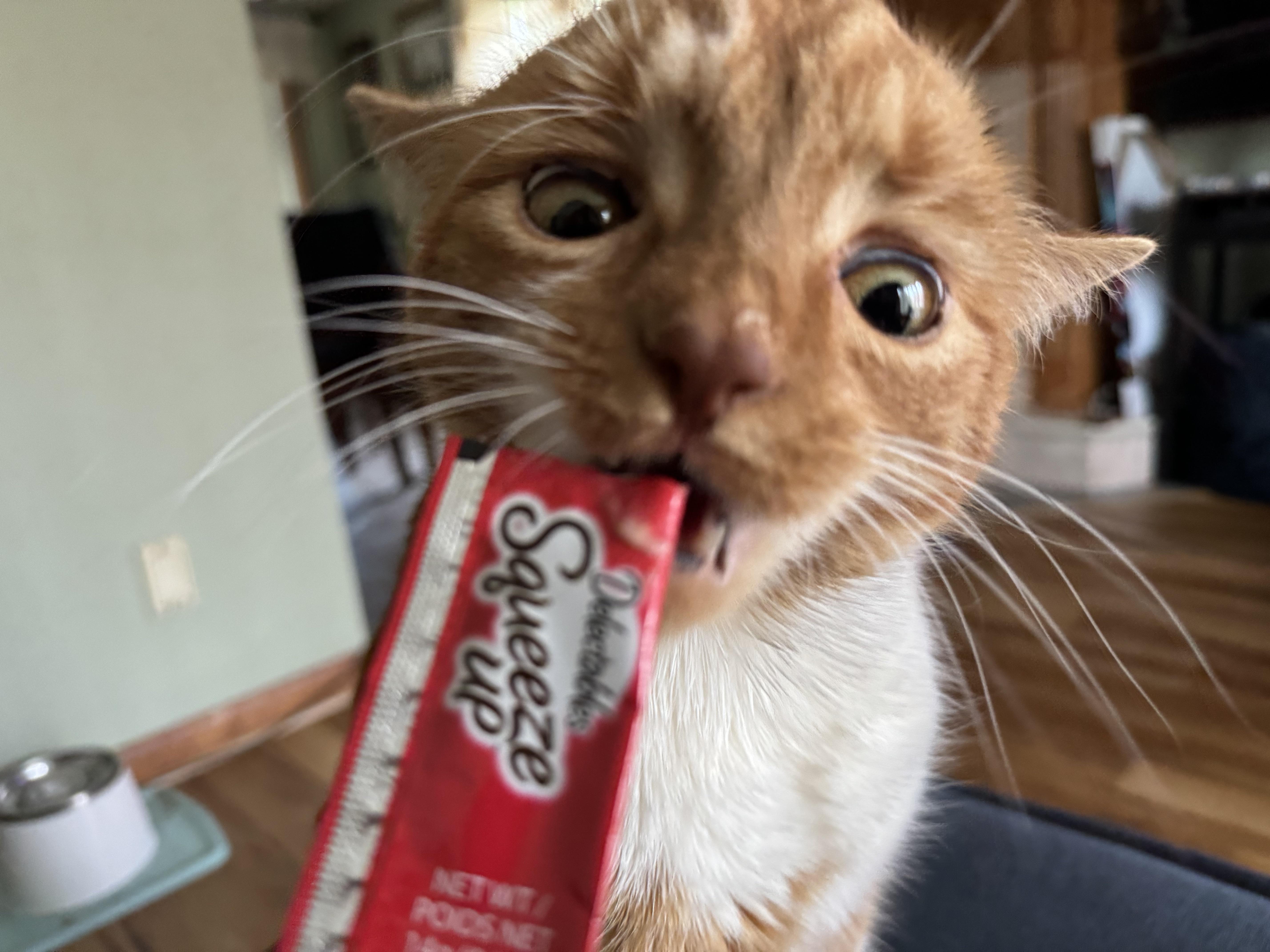 SunBun the treat goblin | Scrolller