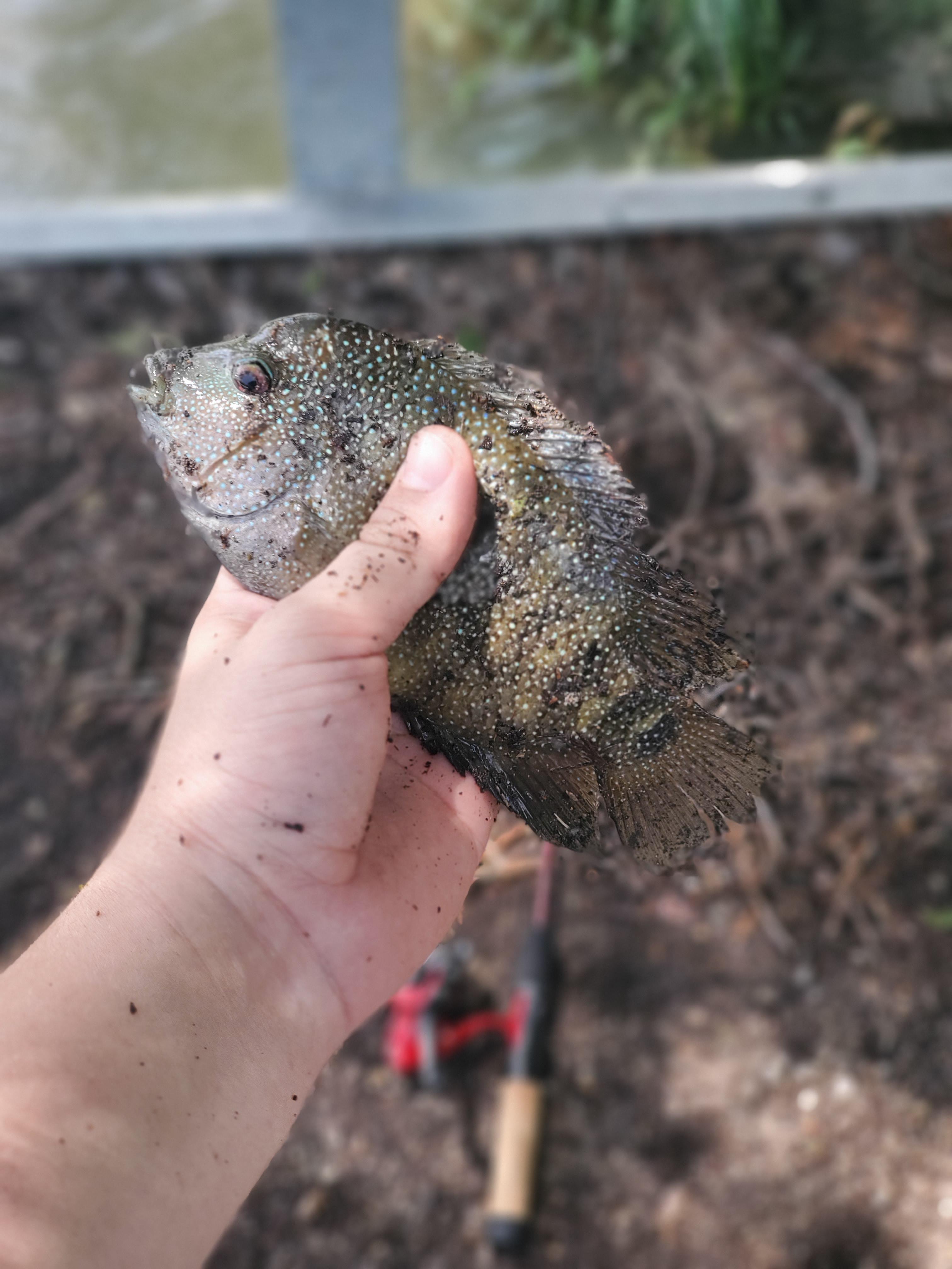 Uglystick : Dock Runner & 1st Chichlid Catch | Scrolller