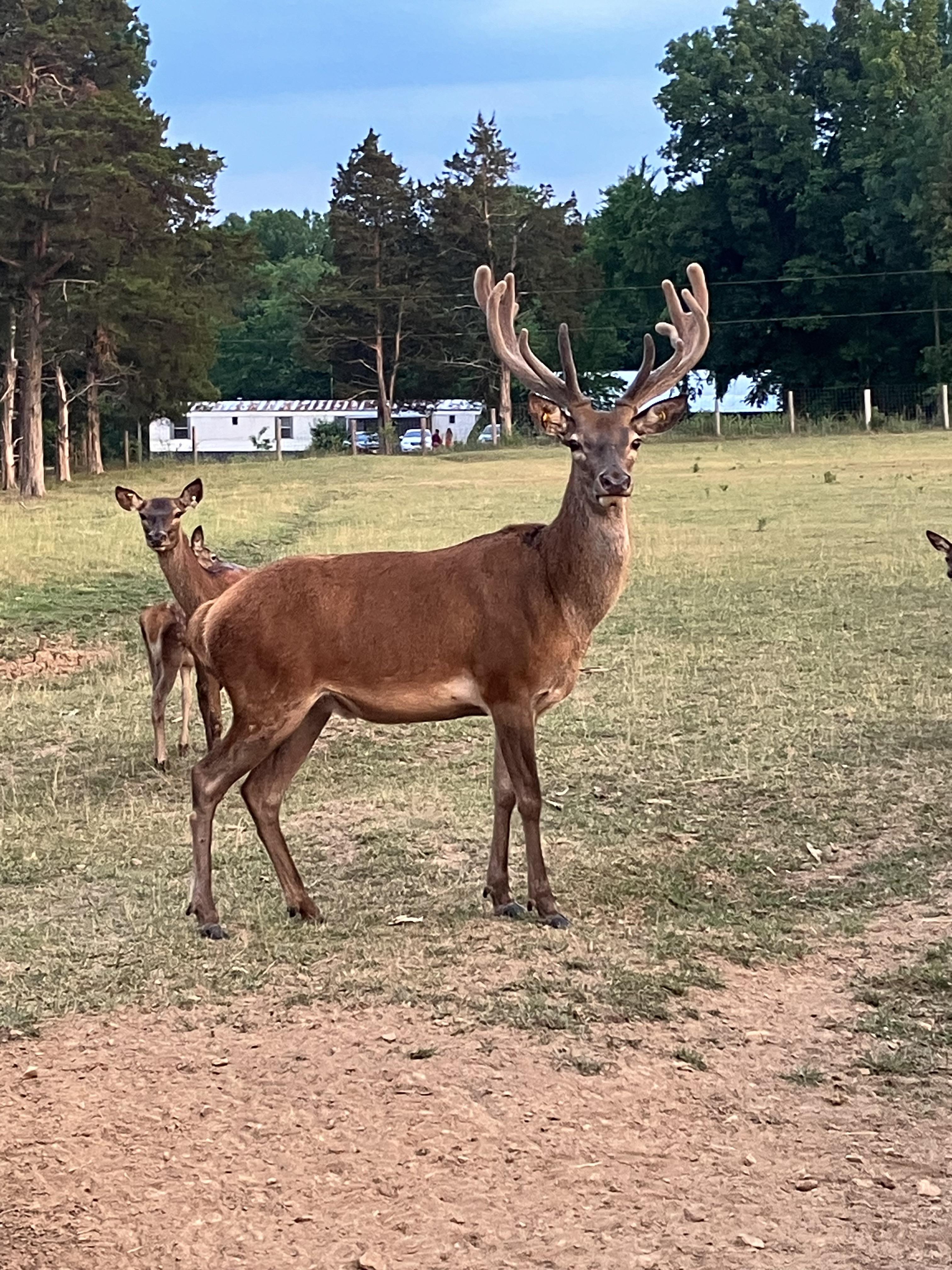 Friendly deer | Scrolller
