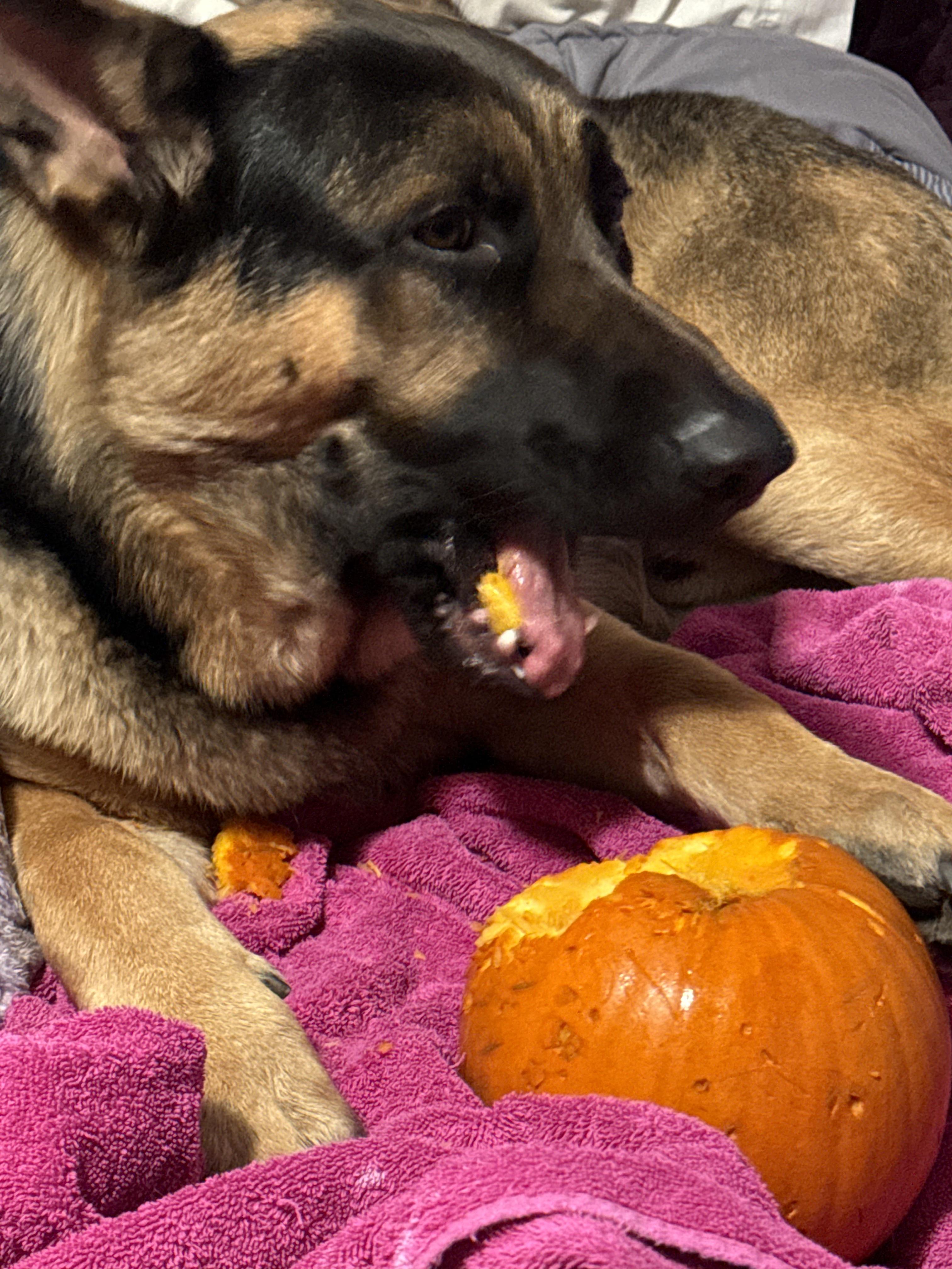 A pumpkin for my pumpkin | Scrolller