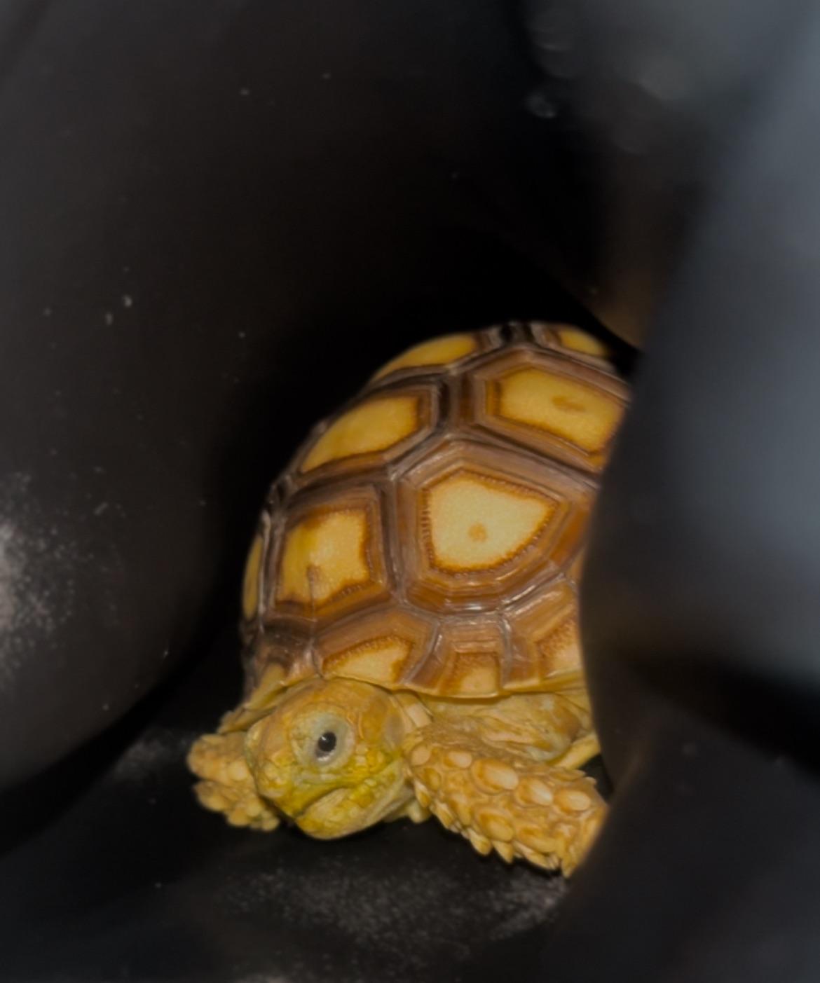 Pickle the sulcata tortoise | Scrolller