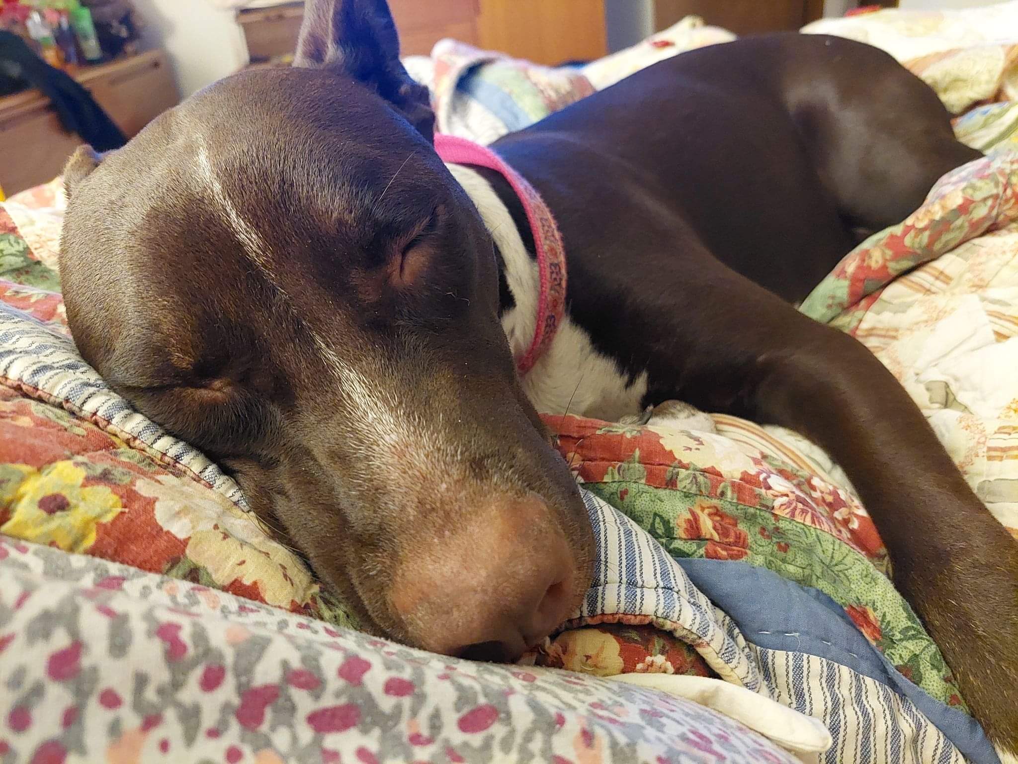 Our young carpet shark Willow | Scrolller