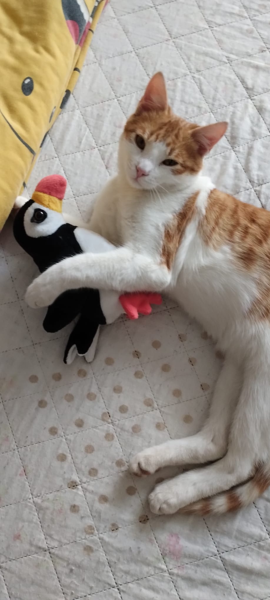 My cat with his pet | Scrolller