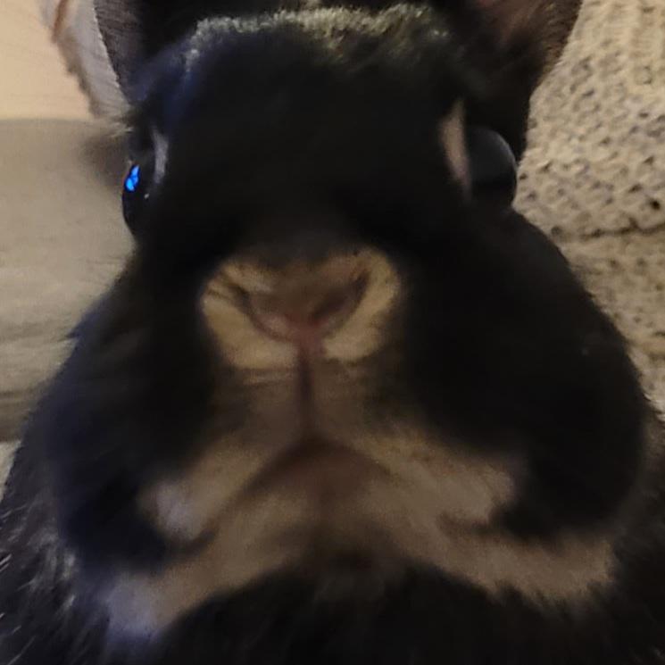 Enjoy some bunny spam | Scrolller