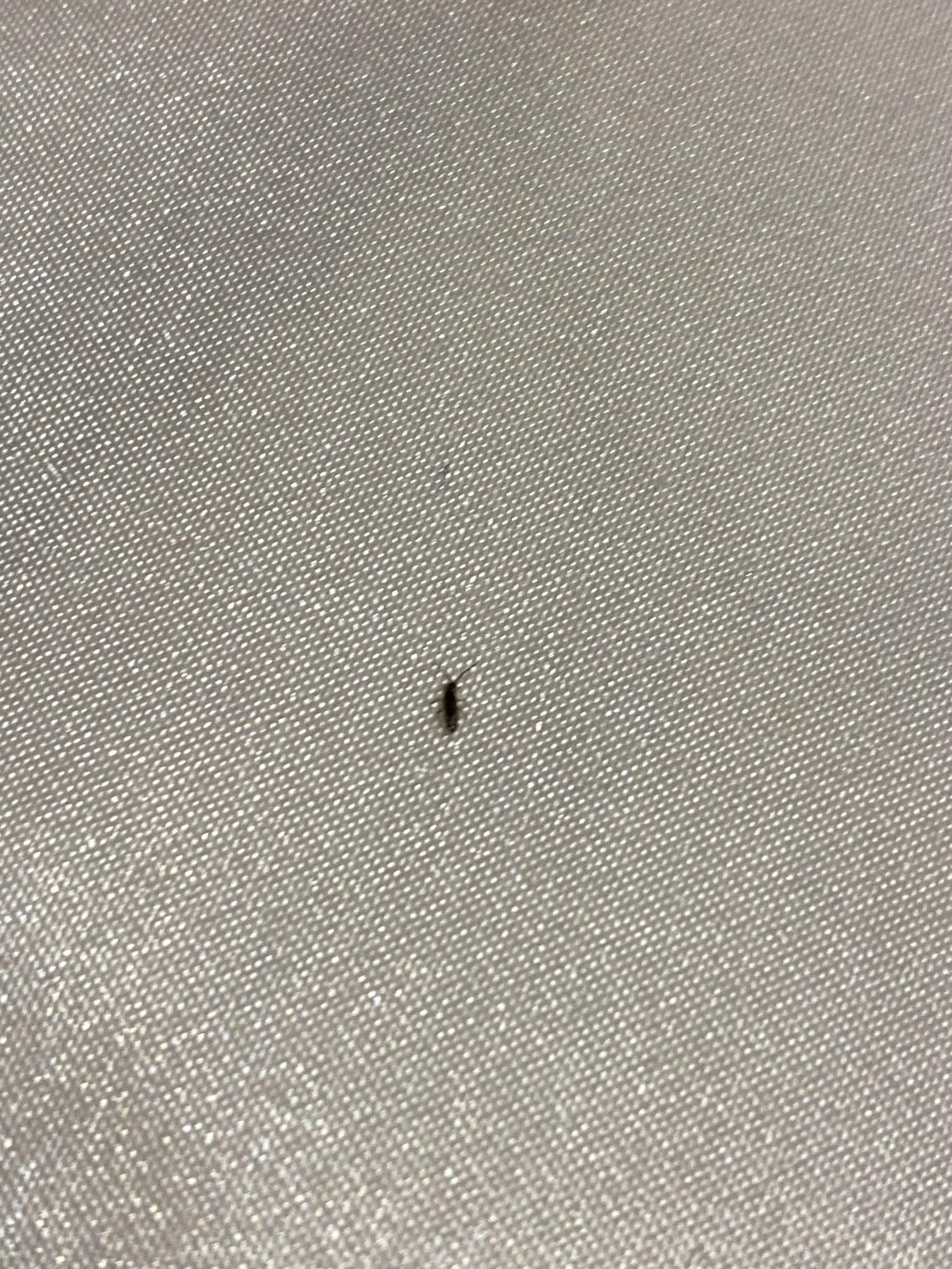 What are these little bugs? | Scrolller