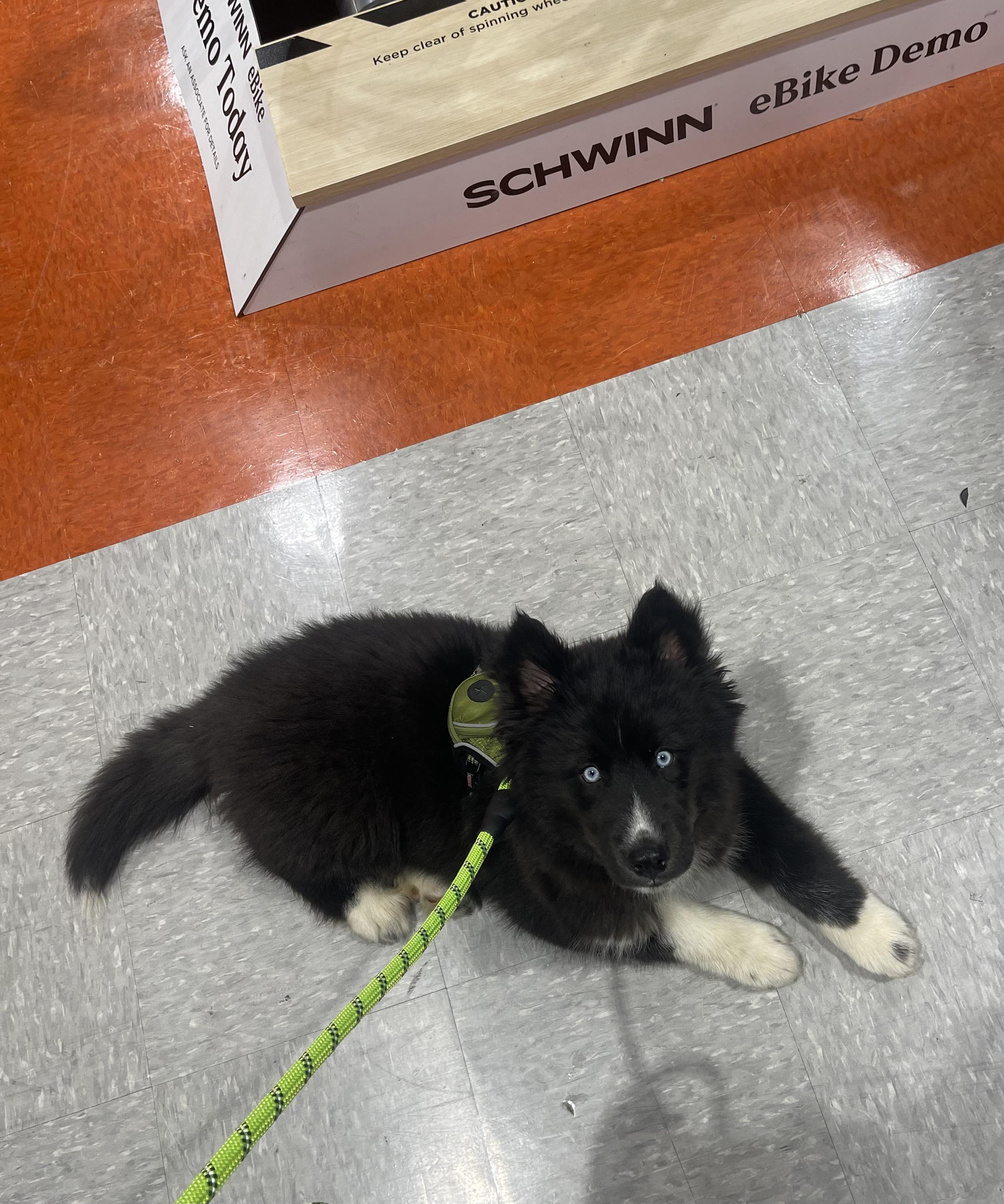 Some more photos of lil bleu | Scrolller