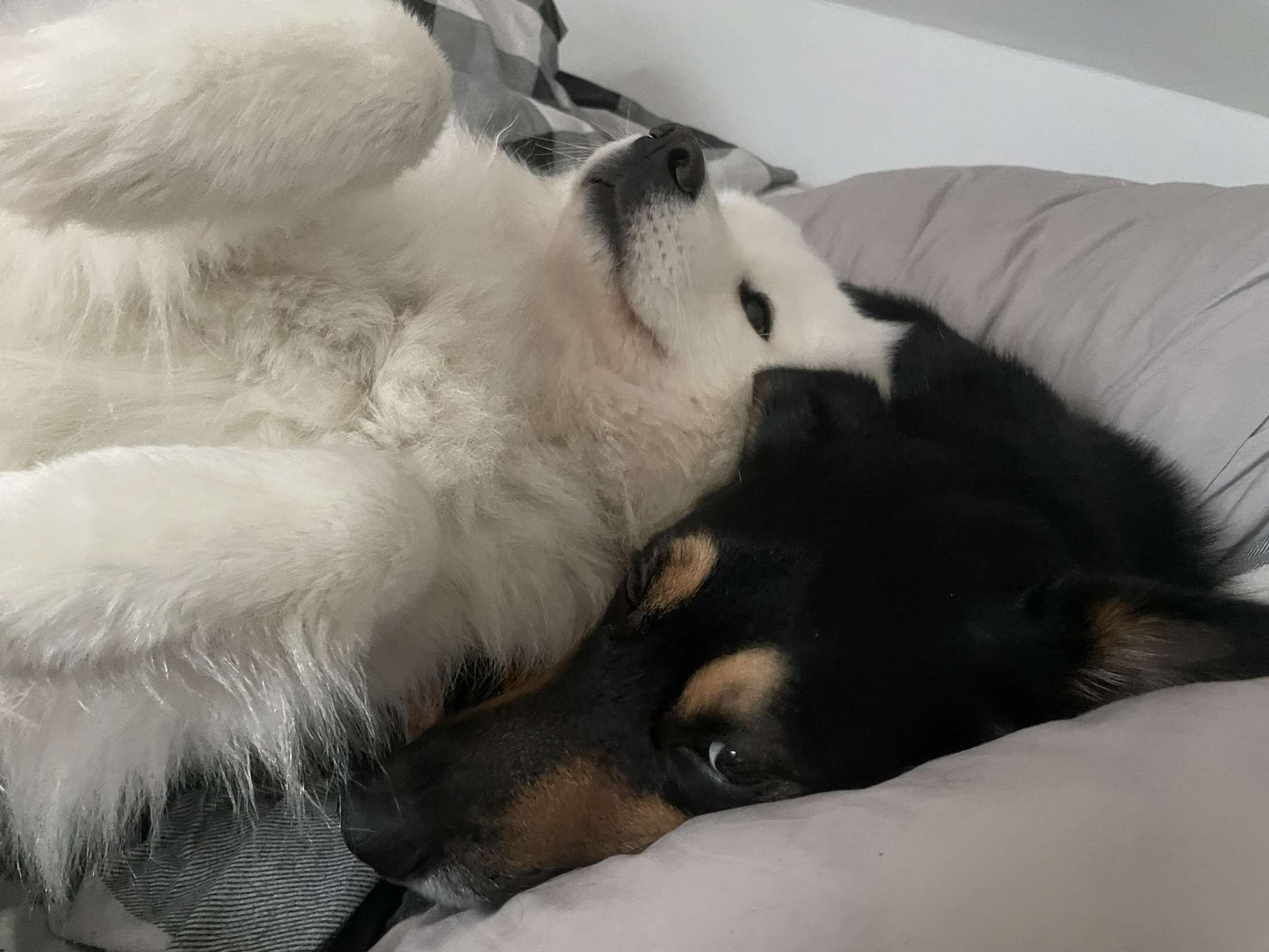 My pupper and his lil sister (my so's) | Scrolller