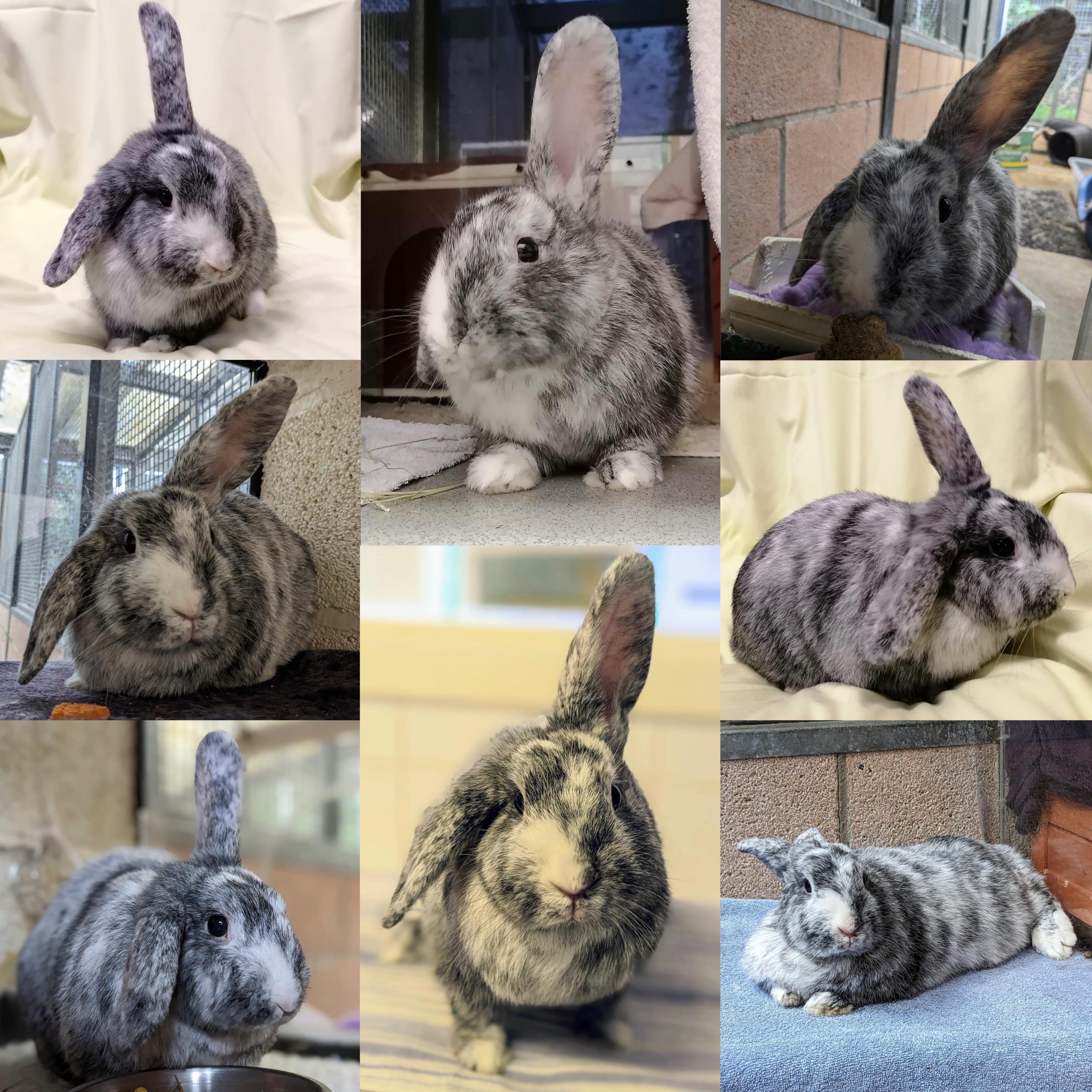 Discover more like Rabbits: Any idea what breed these two girls are? and Related Content | Scrolller