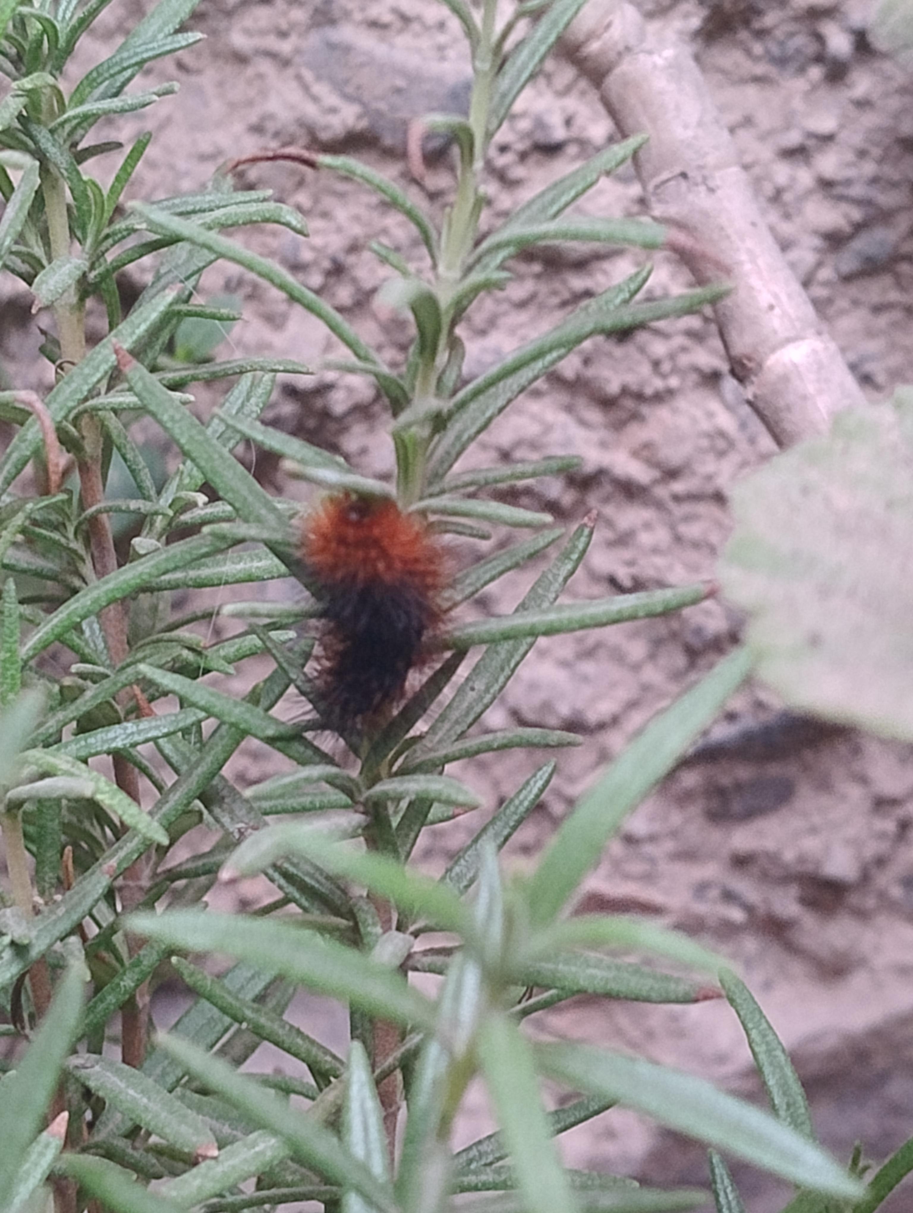 What's this fella? | Scrolller