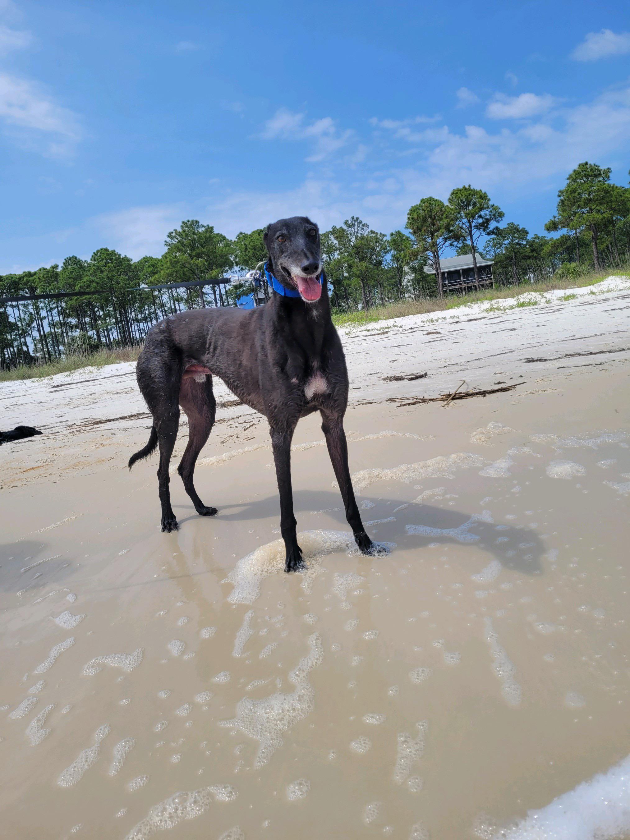 Kyle’s first time at the beach (we think?) | Scrolller