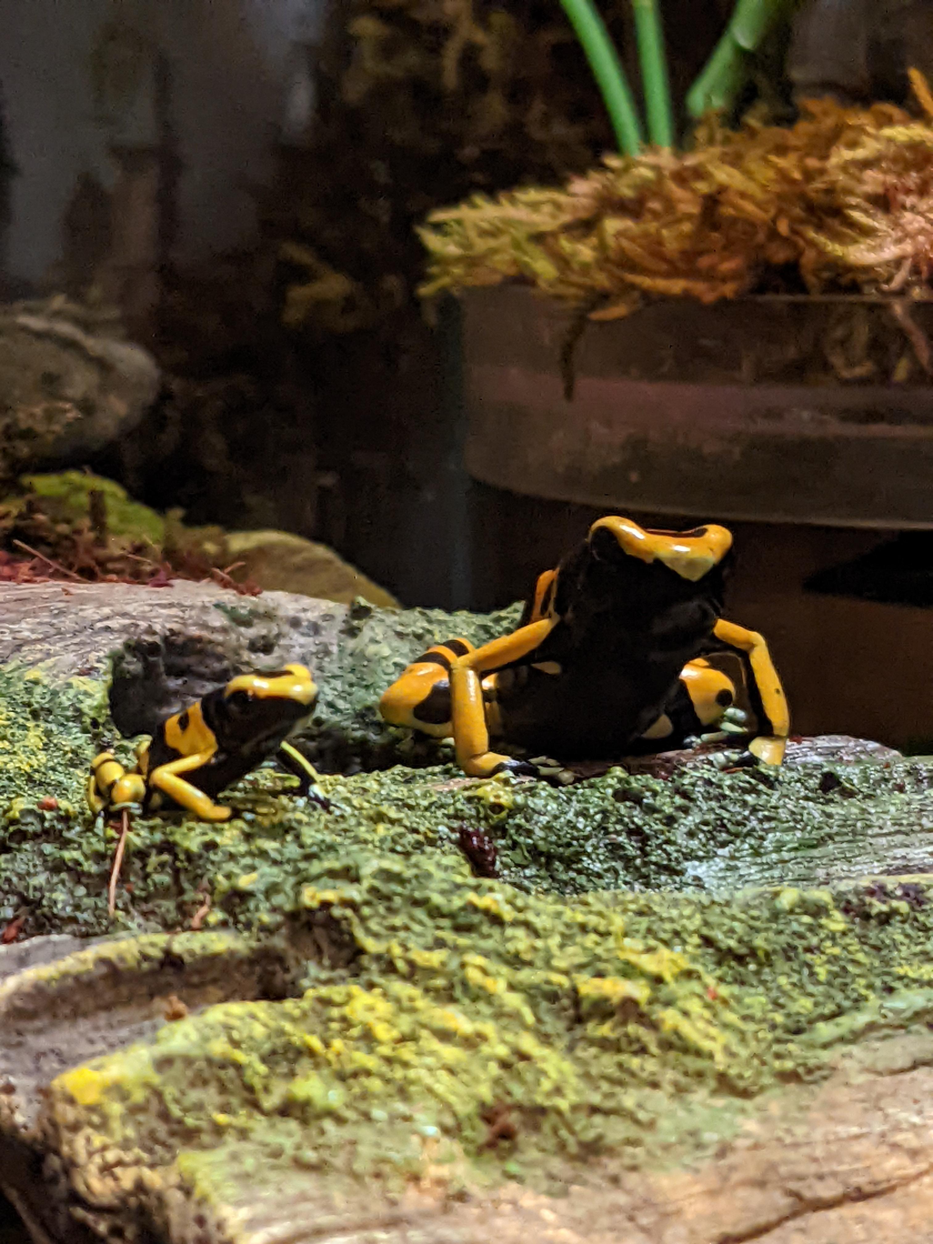 (OC) Bumblebee Dart Frogs | Scrolller