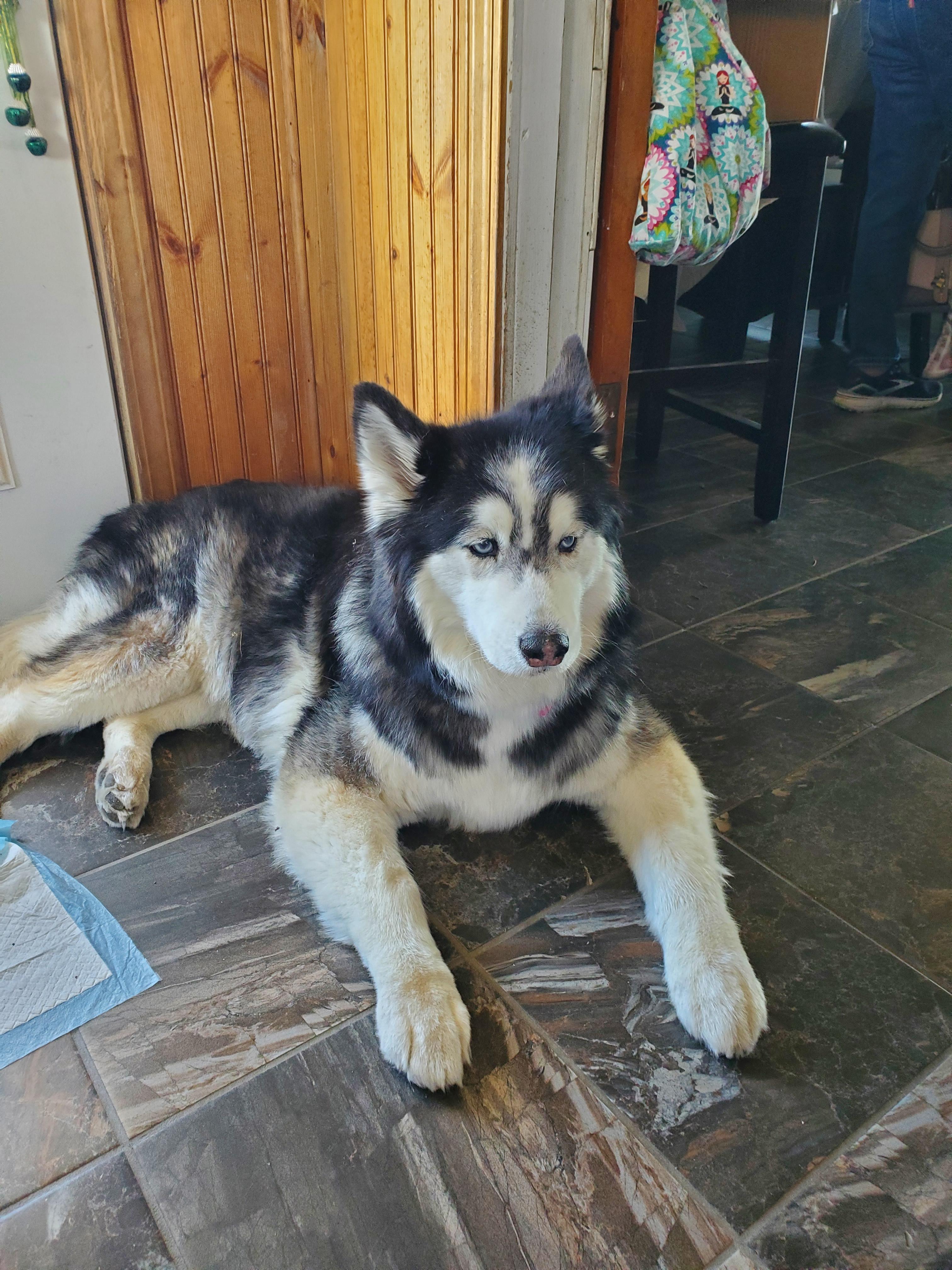 My sweet senior girl turned 11 today. everyone, meet Alaska. | Scrolller