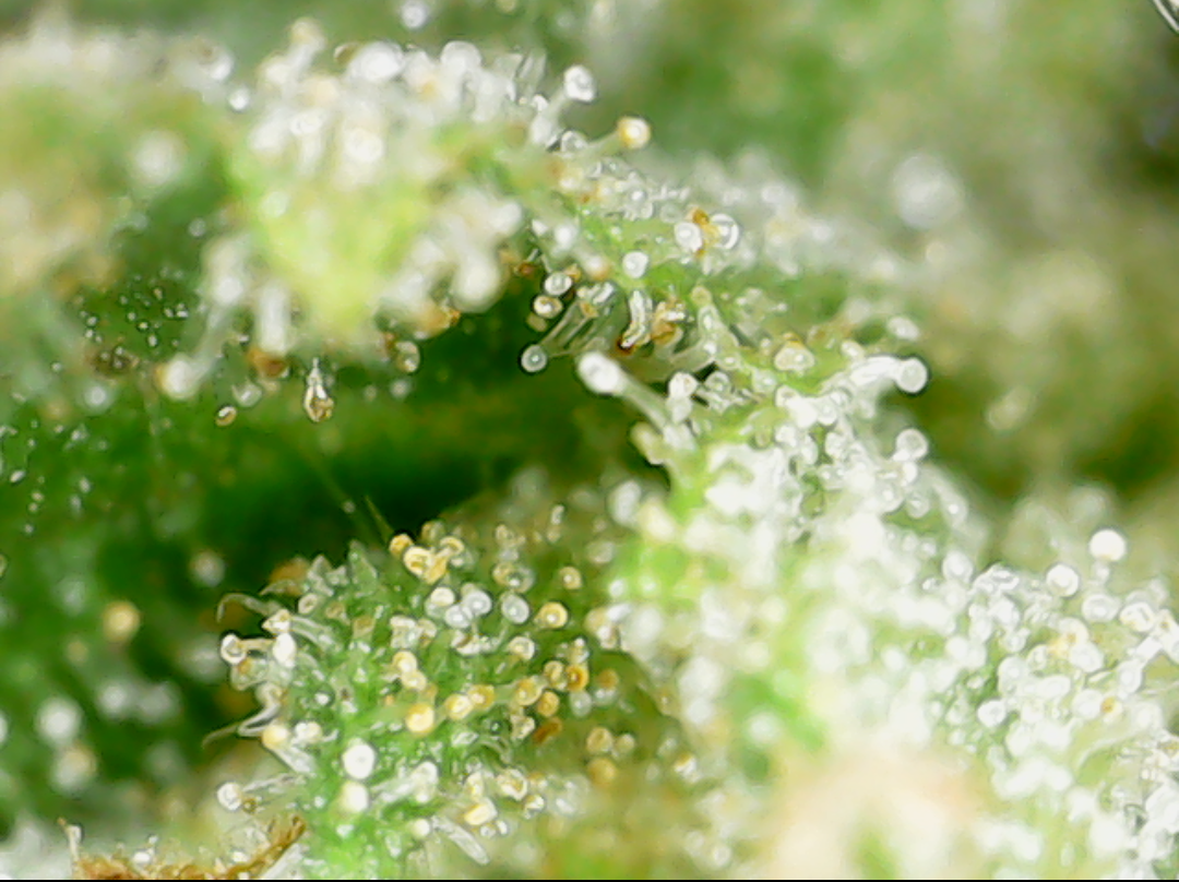 Thoughts on chopping? | Scrolller