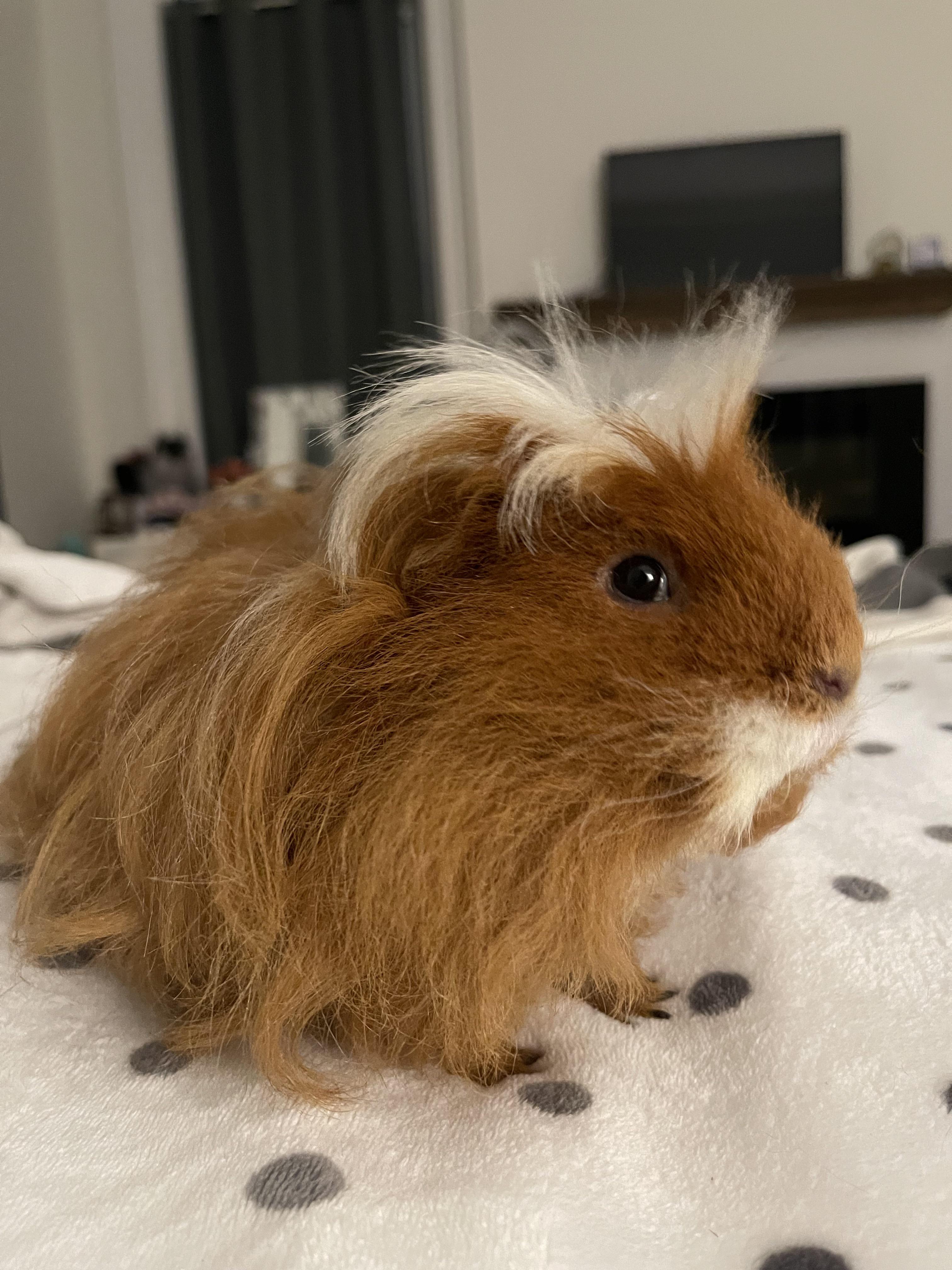 Discover more like Guineapigs: Ralphie is the most majestic little floof 💕 and Related Content ...