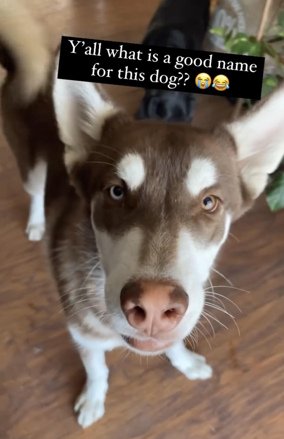 Help naming this husky | Scrolller