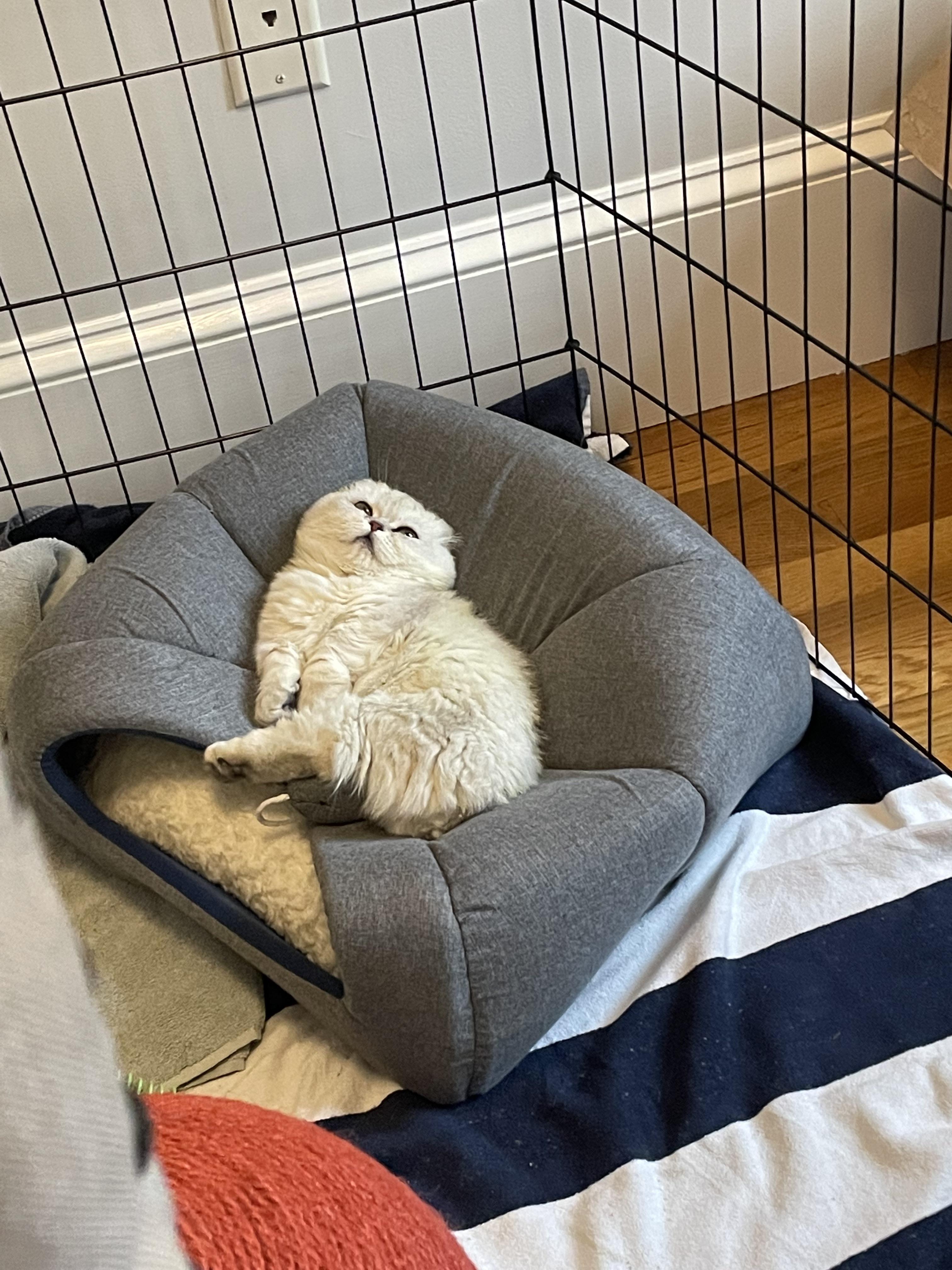 In honor of National Mochi Day, here is our amputee kitty named Mochi being goofy & cute [OC ...