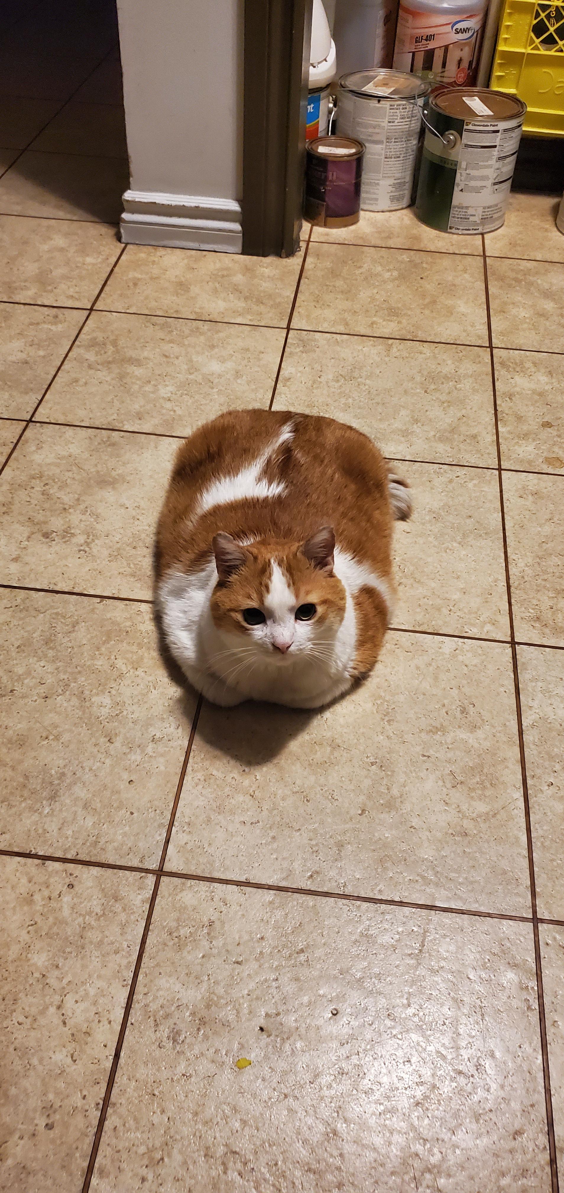 Percy isn't a loaf, he's a flying saucer | Scrolller