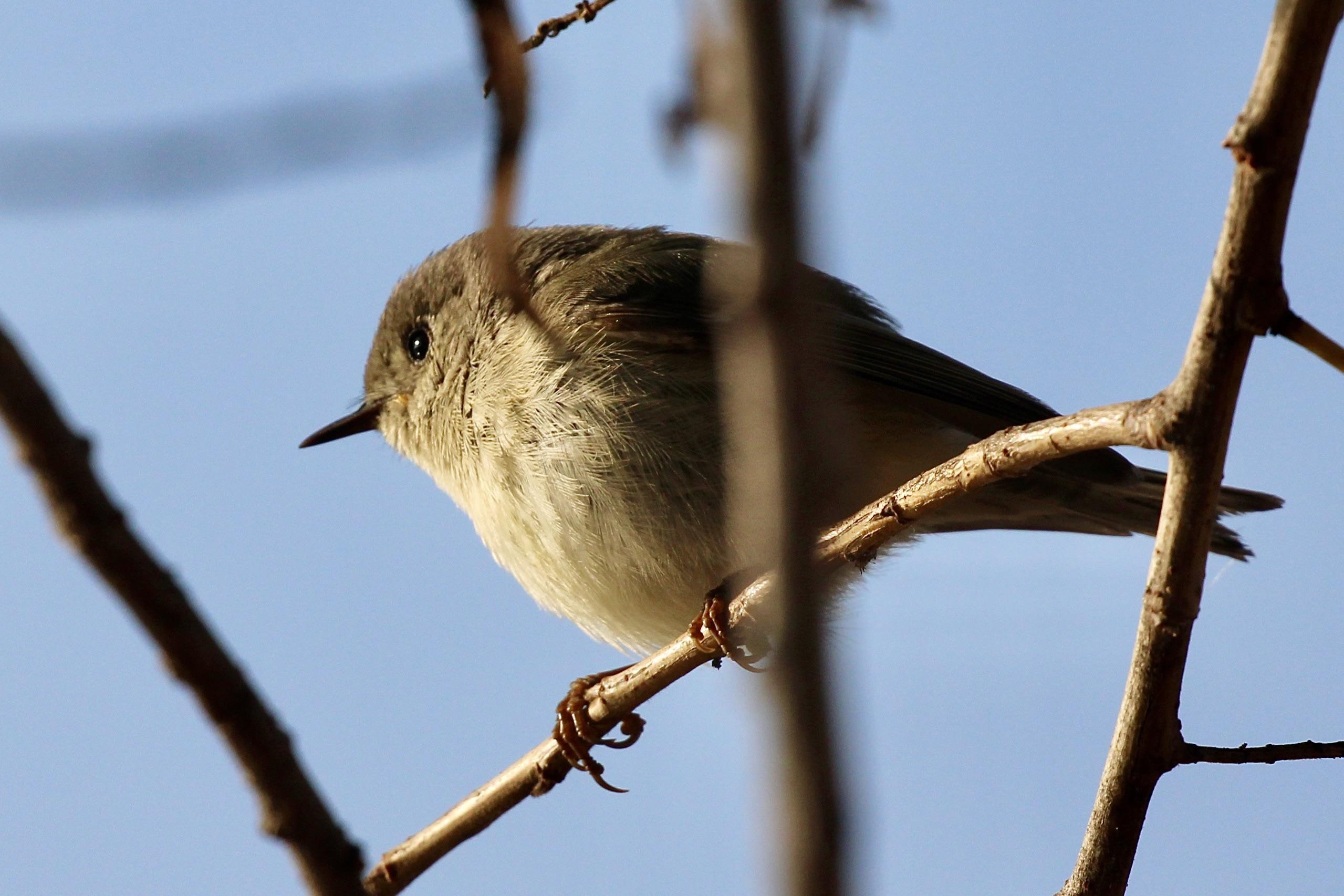 Discover more like Birding: Ruby-crowned Kinglet (I think) and Related Content | Scrolller