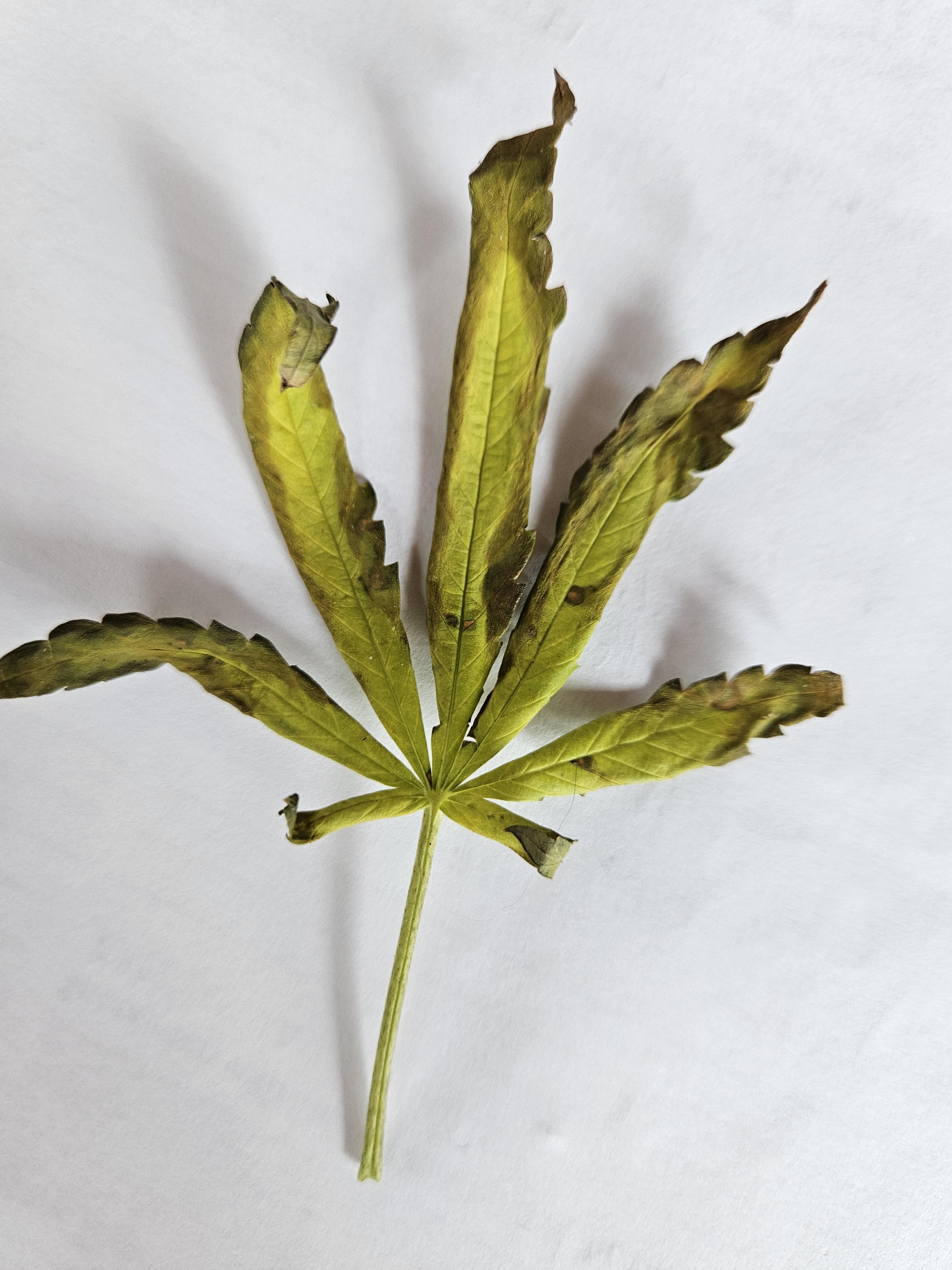 Nutrient deficiency or septoria? | Scrolller