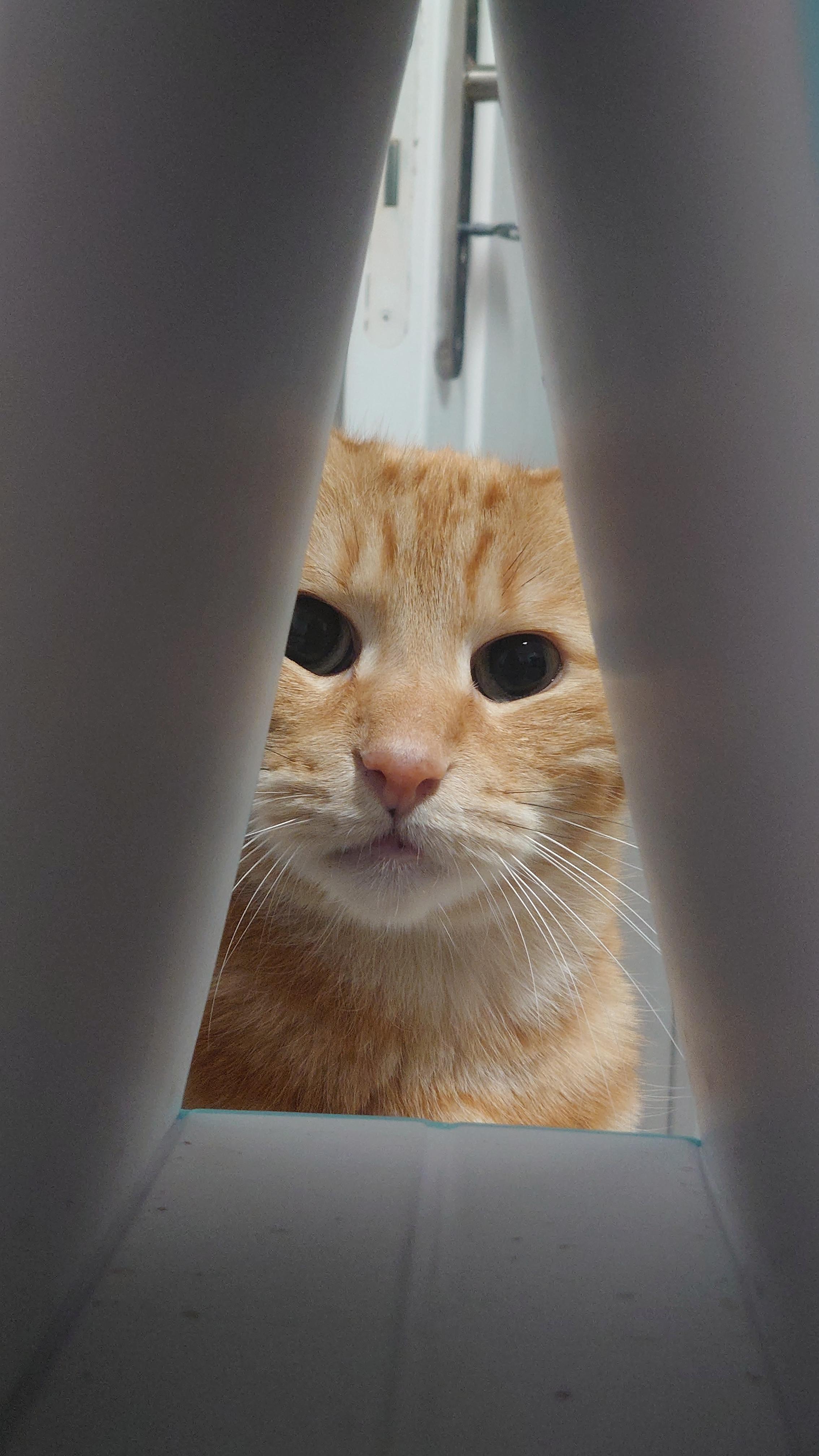 Illuminakitti confirmed | Scrolller