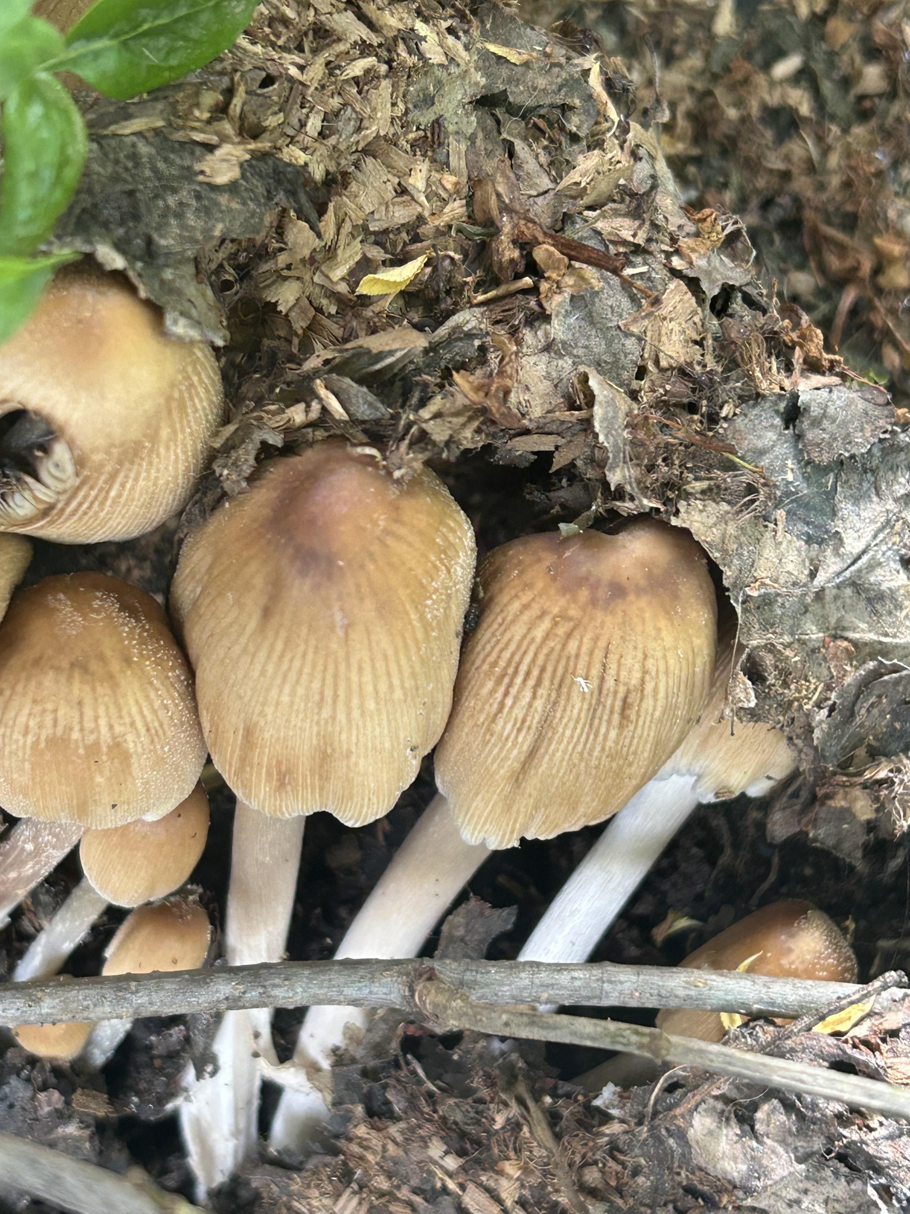 Are these psychedelic? | Scrolller