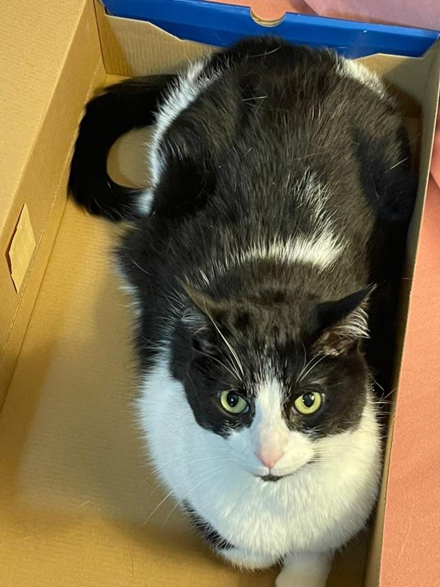 What is his coat pattern called? | Scrolller