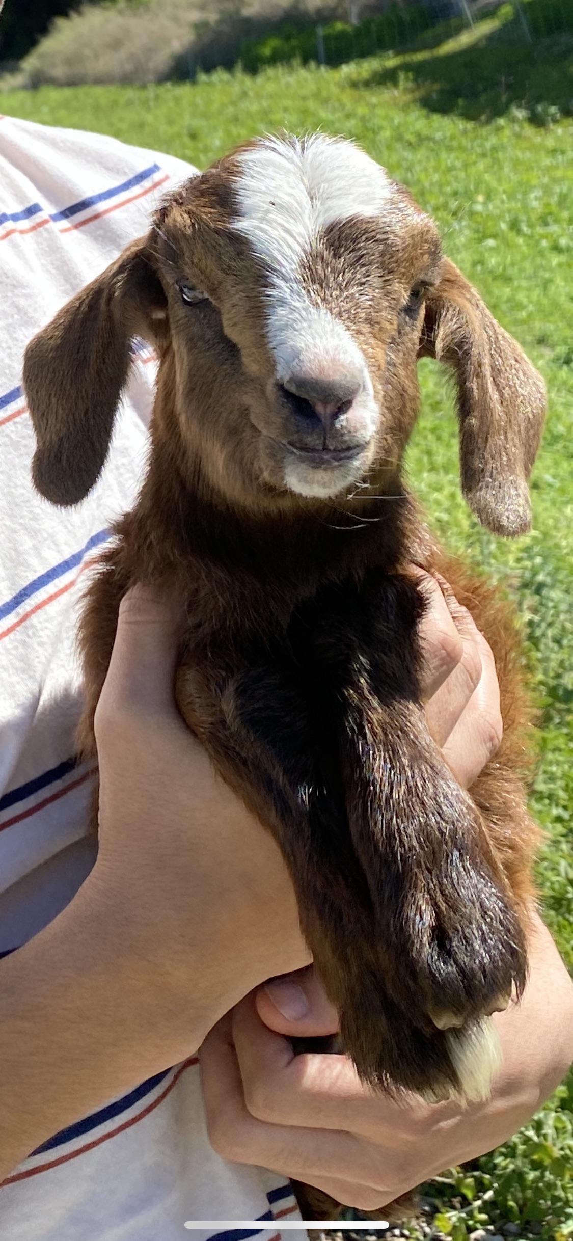 Goats! [OC] | Scrolller