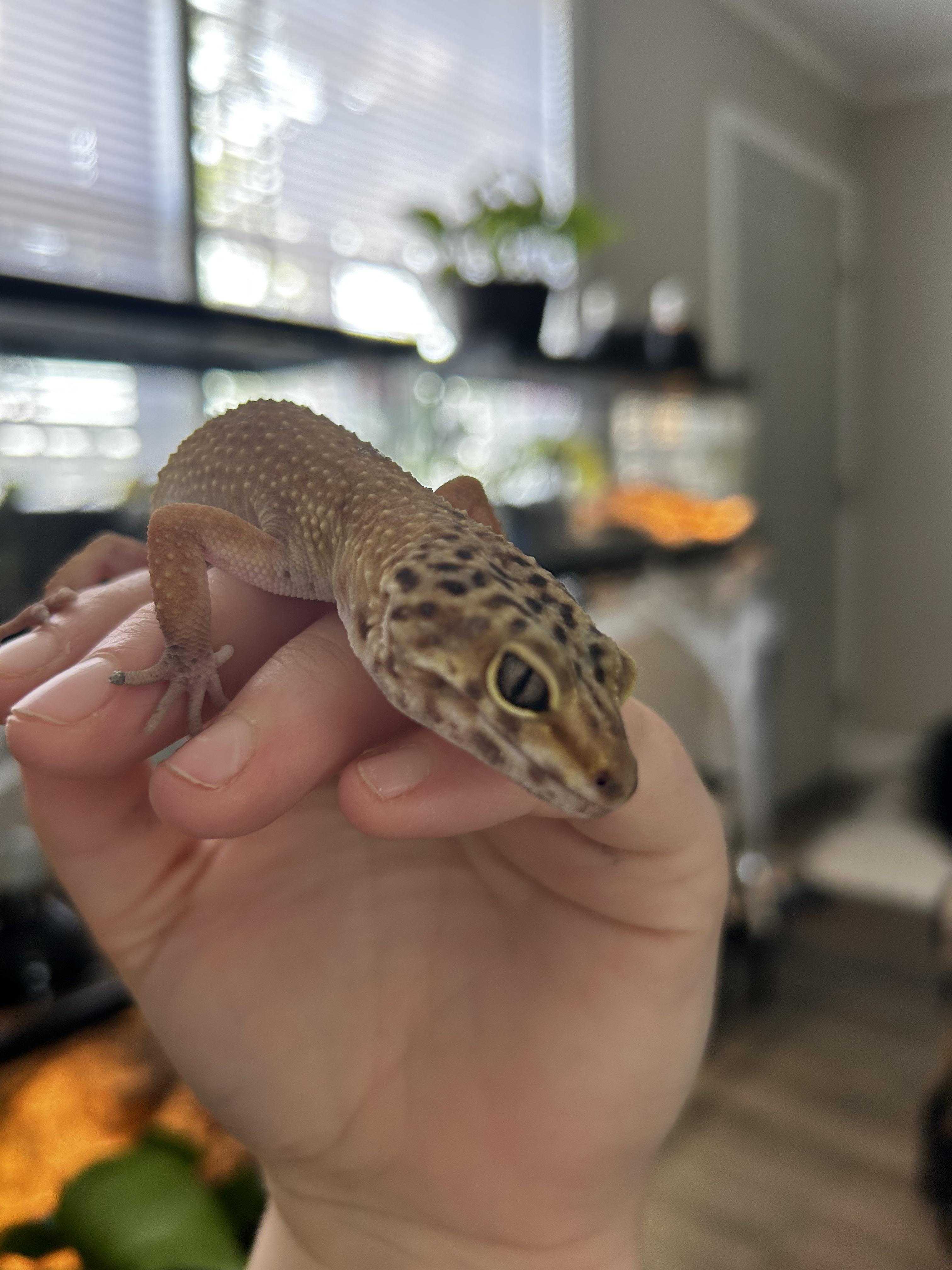 Any idea what morph? | Scrolller