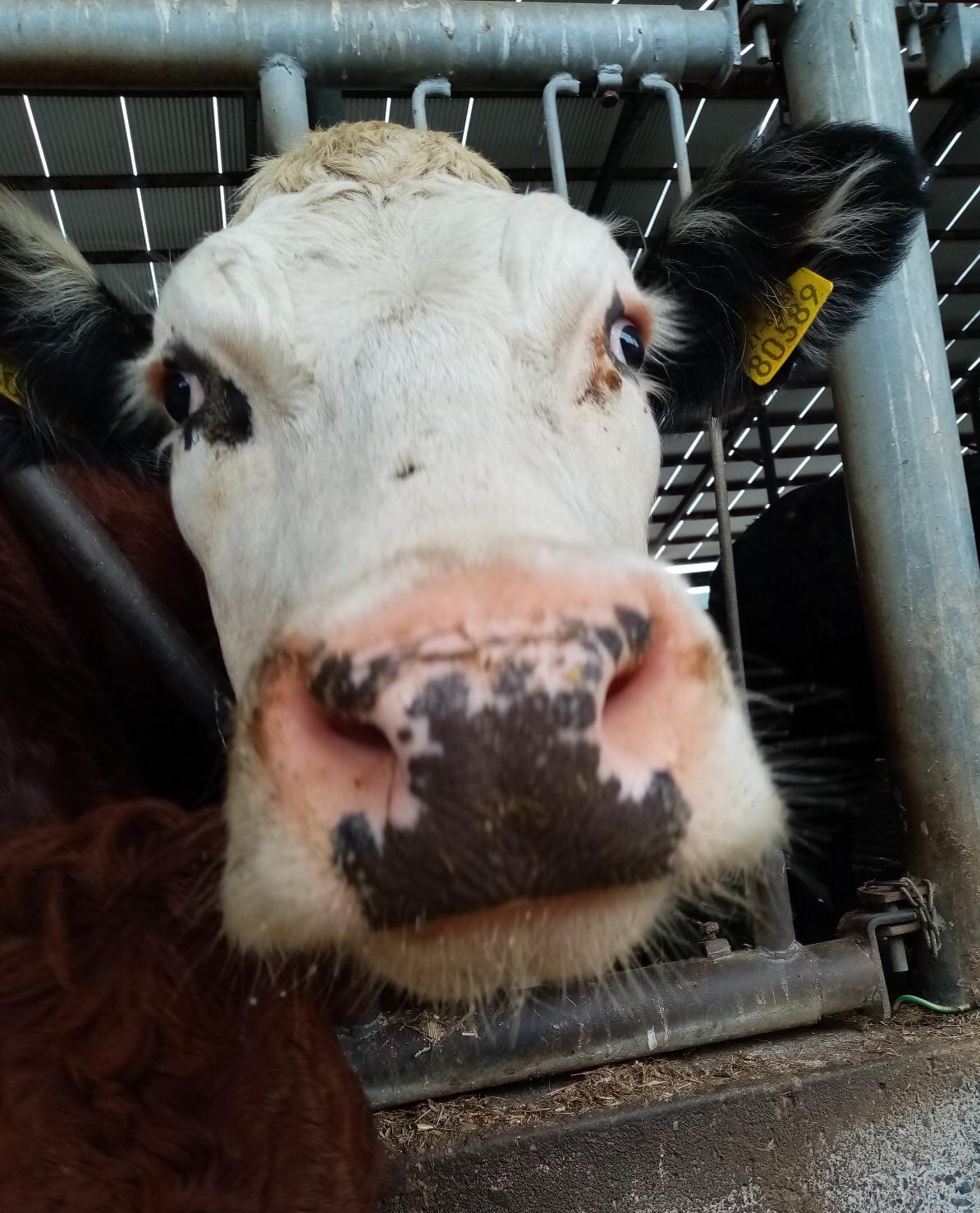 Went to a feedlot today, there was more of their cattle in fields but here are pics of some that ...