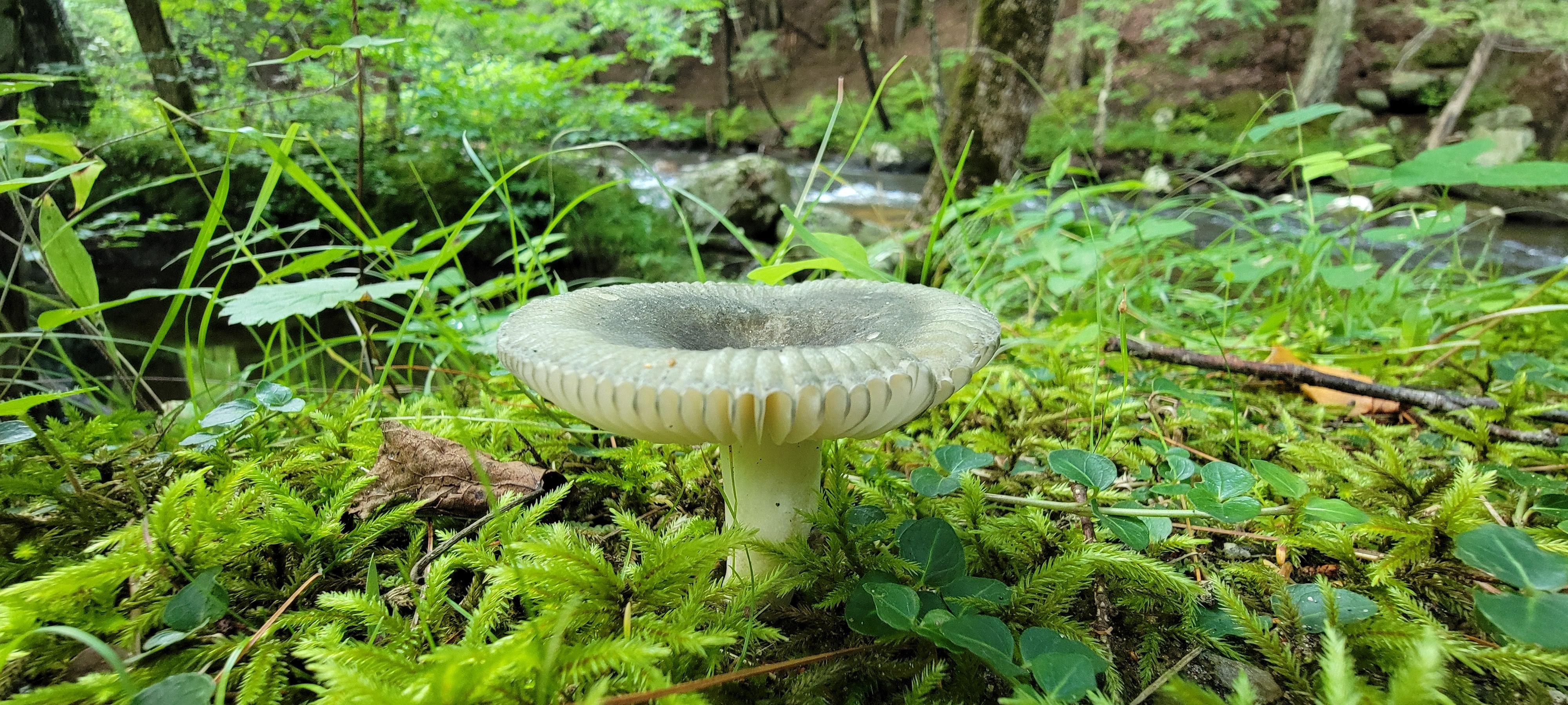 Identity? Upstate ny (adirondacks) | Scrolller