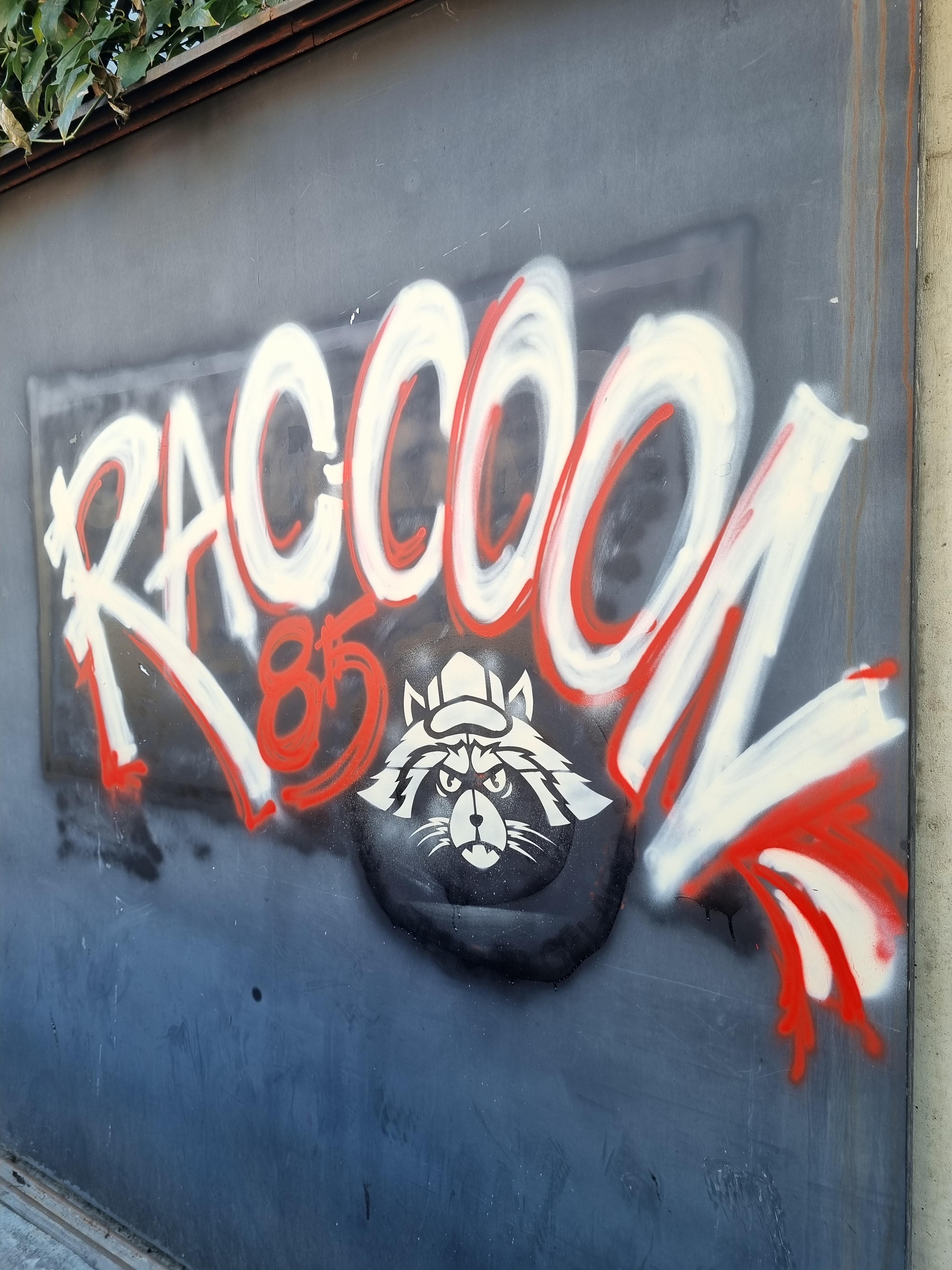 🦝 - SP, Brazil | Scrolller