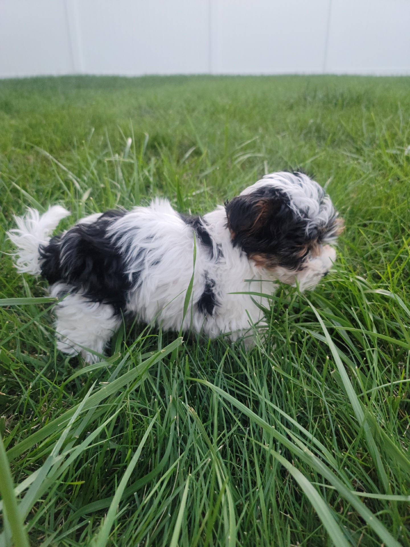 [OC] My dog clover when she was just a puppy! | Scrolller