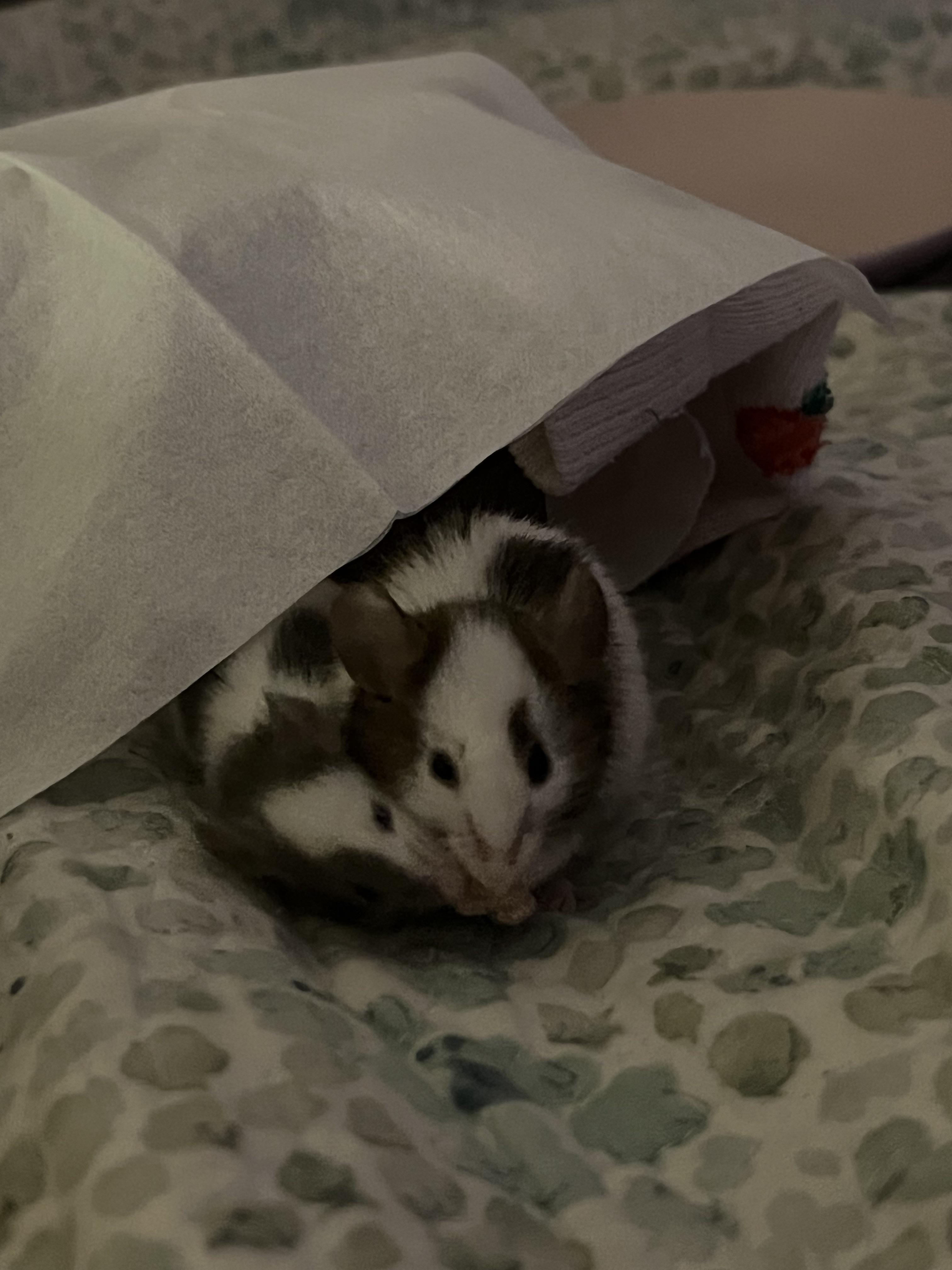 Squish taking her food 😔 | Scrolller